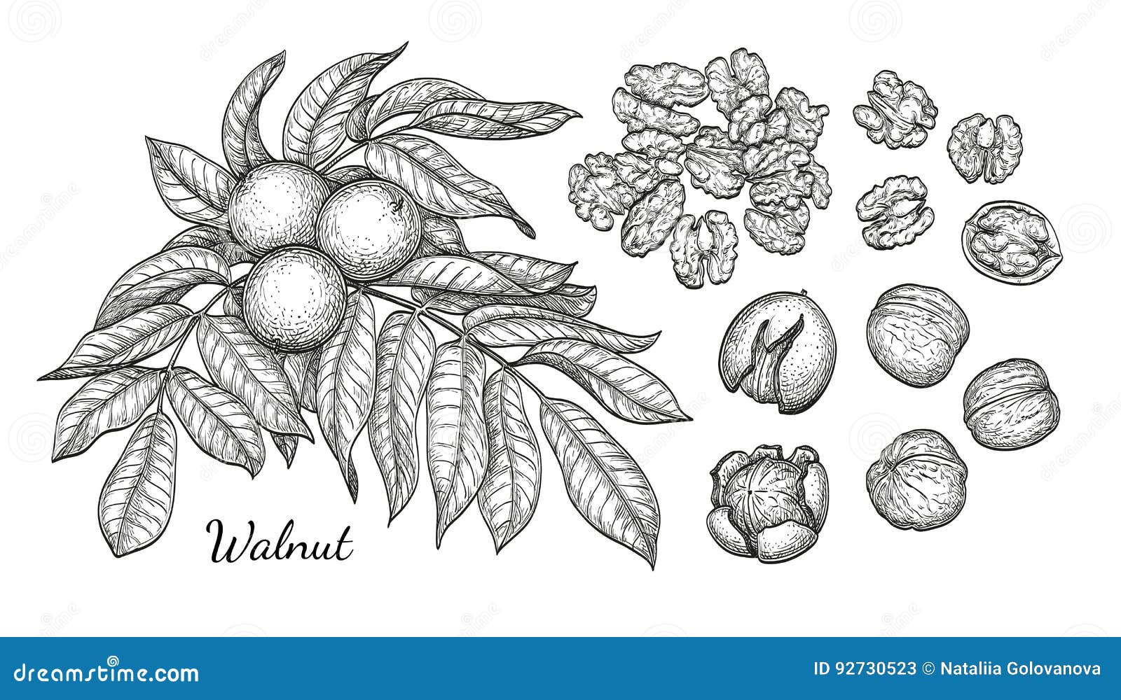 Ink sketch of nuts. stock vector. Illustration of sketch - 92730523