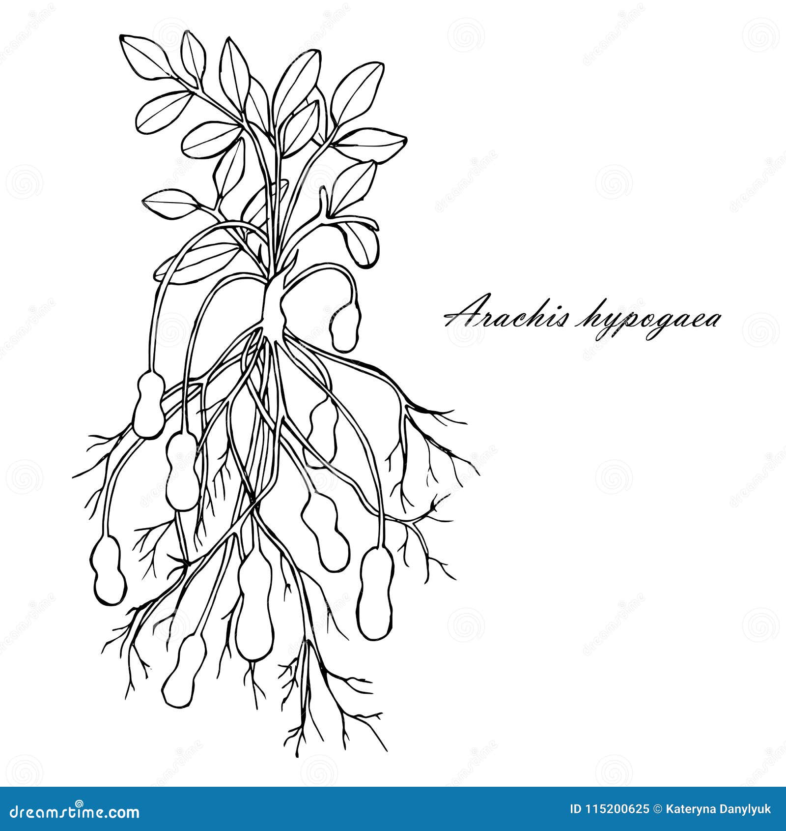 Ink Sketch of Peanuts with Leafs, Nuts and Roots Stock Vector ...