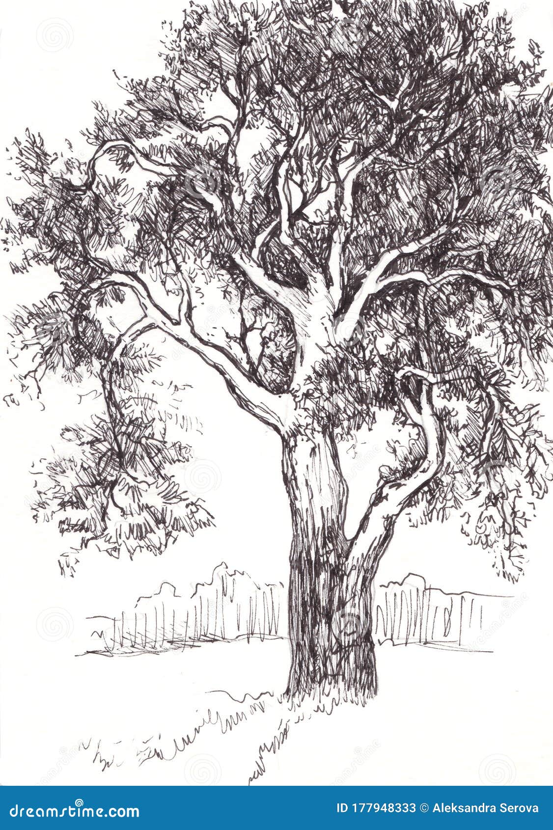 Sketch Of Pinus Sylvestris Cone And Pine In Red Color On White ...