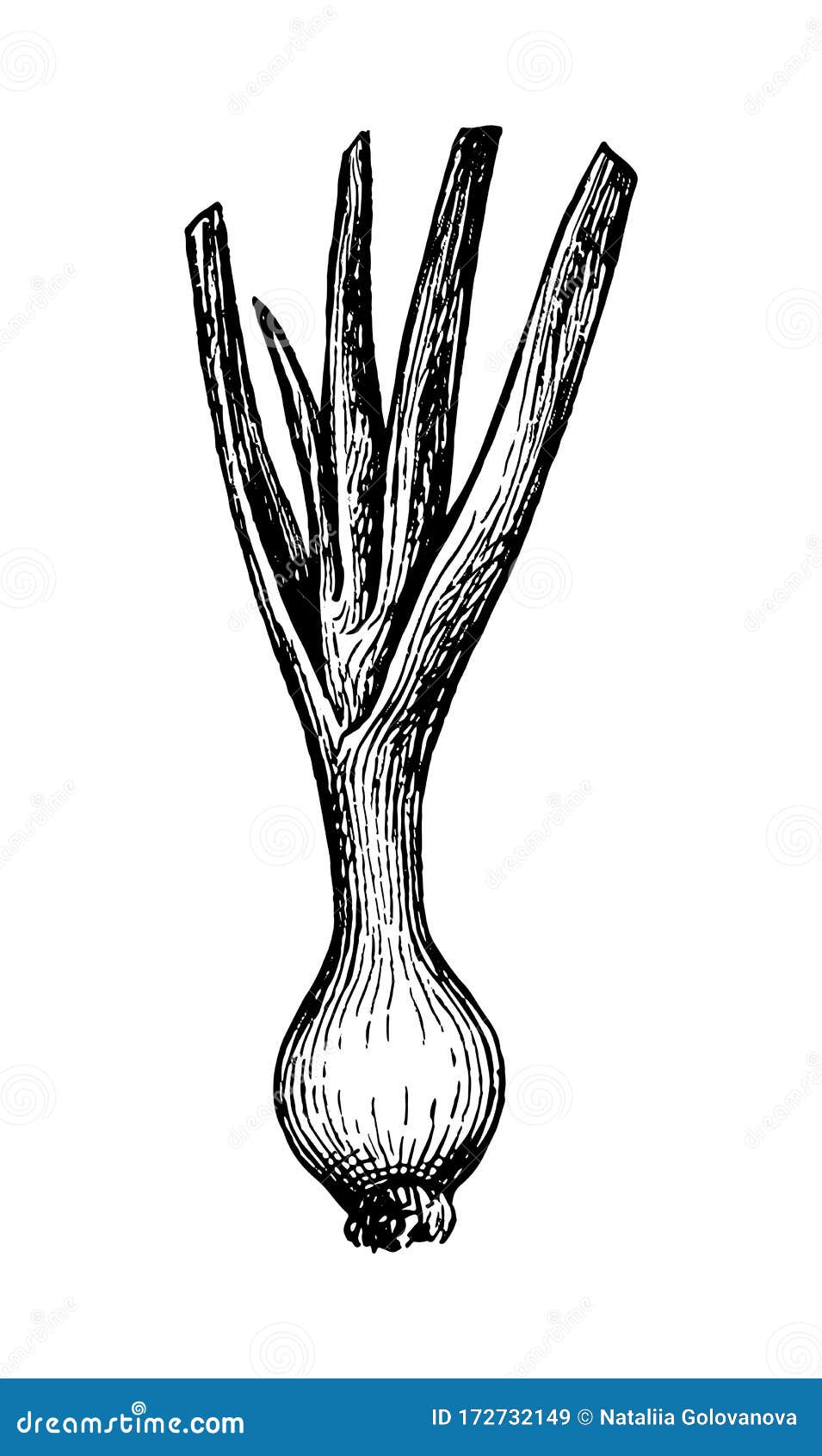 Ink sketch of scallion. stock vector. Illustration of harvest - 172732149
