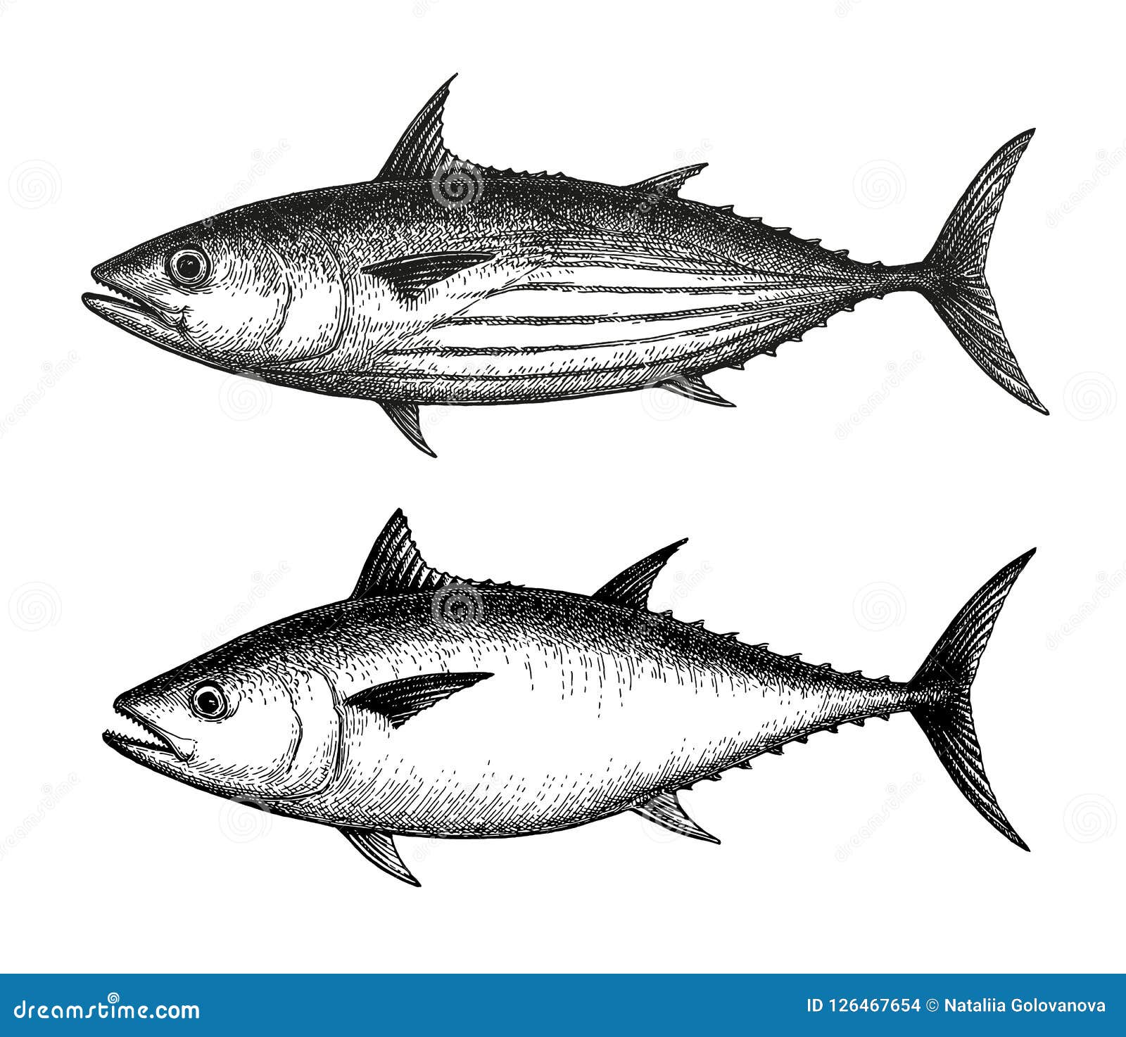 Ink Sketch of Skipjack and Atlantic Bluefin Tuna. Stock Vector ... Ink Sketch of Skipjack and Atlantic Bluefin Tuna. Stock Vector ...