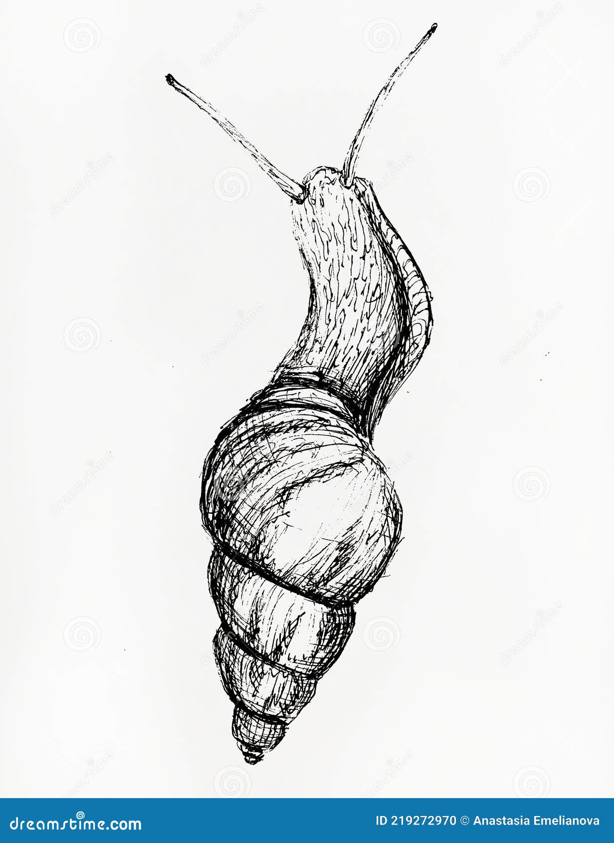 Ink sketch of the snail stock photo. Image of digital - 219272970