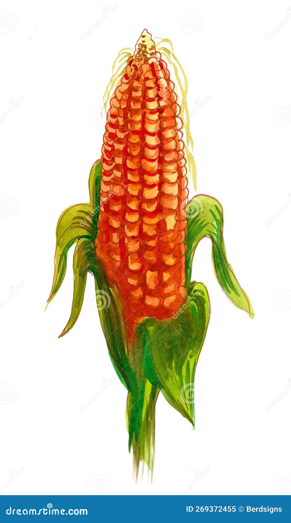 Corn crop stock illustration. Illustration of watercolor - 269372455