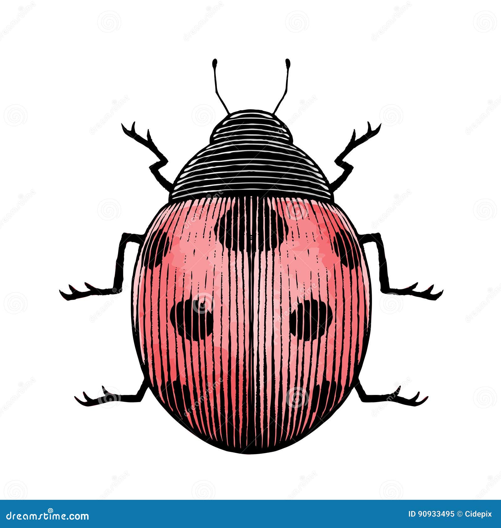 Ink and Watercolor Sketch of a Ladybug Stock Vector - Illustration of ...