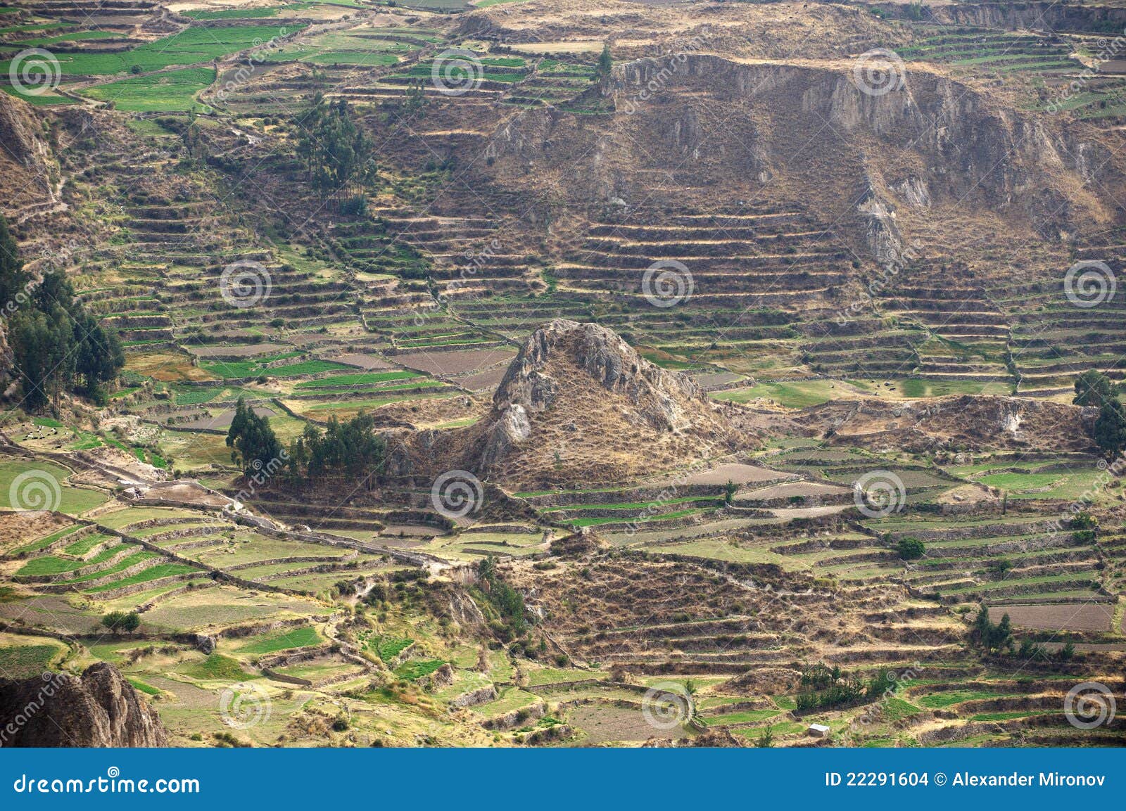 Inkas teracces stock photo. Image of bush, terrace, house - 22291604