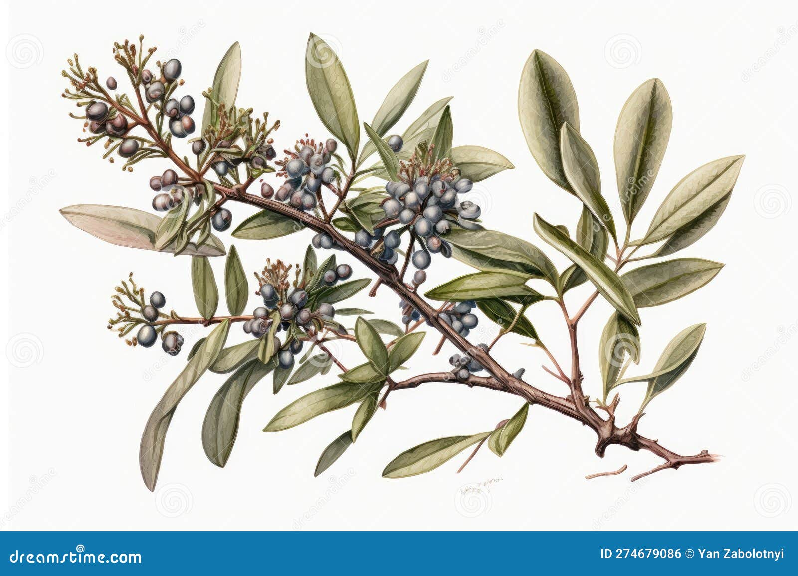 Inkberry Bush on White Background. Generative AI Stock Illustration ...