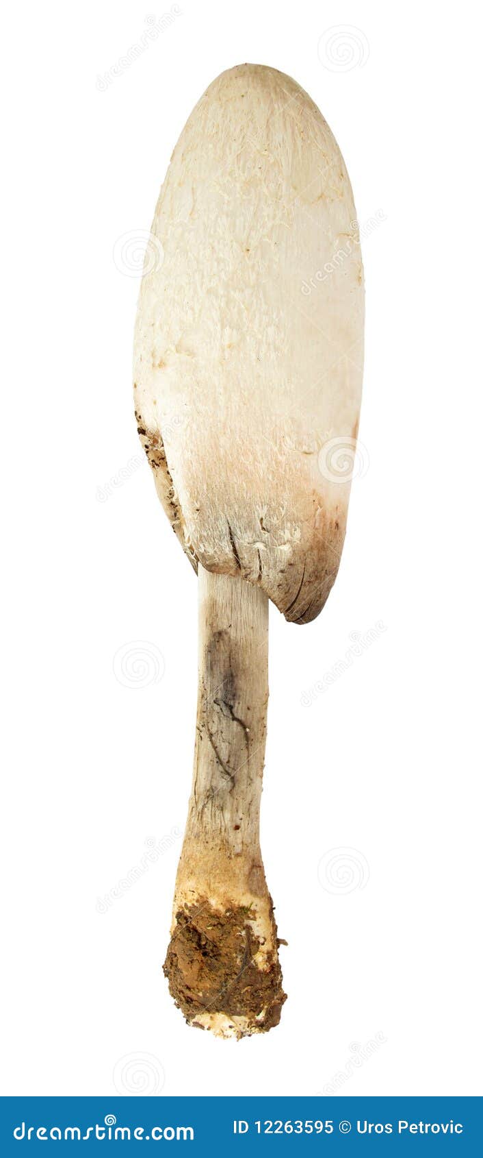 Inkcap mushroom inky cap stock image. Image of isolated - 12263595