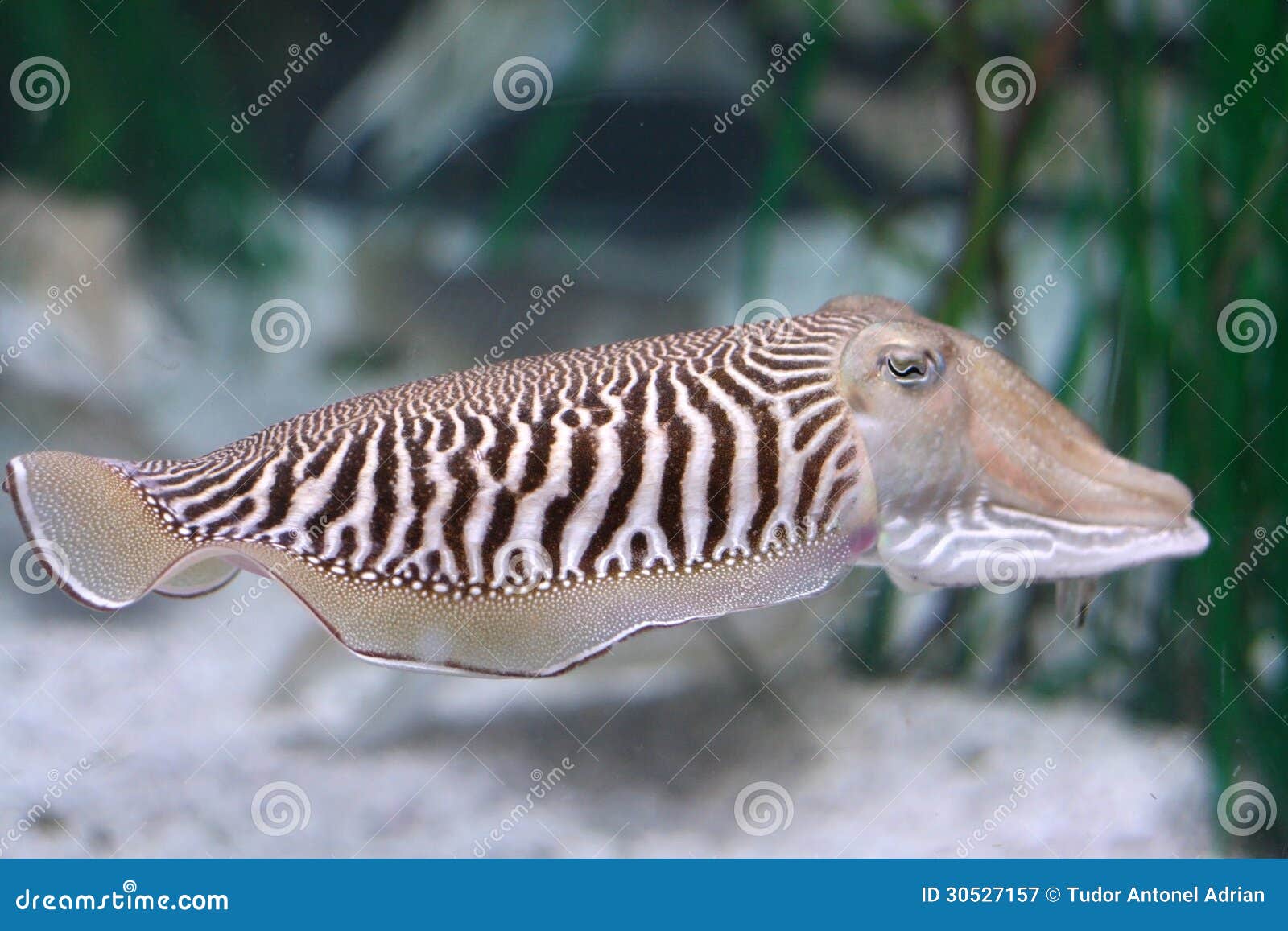 Inktvissen stock afbeelding. Image of octopus, inktvissen - 30527157