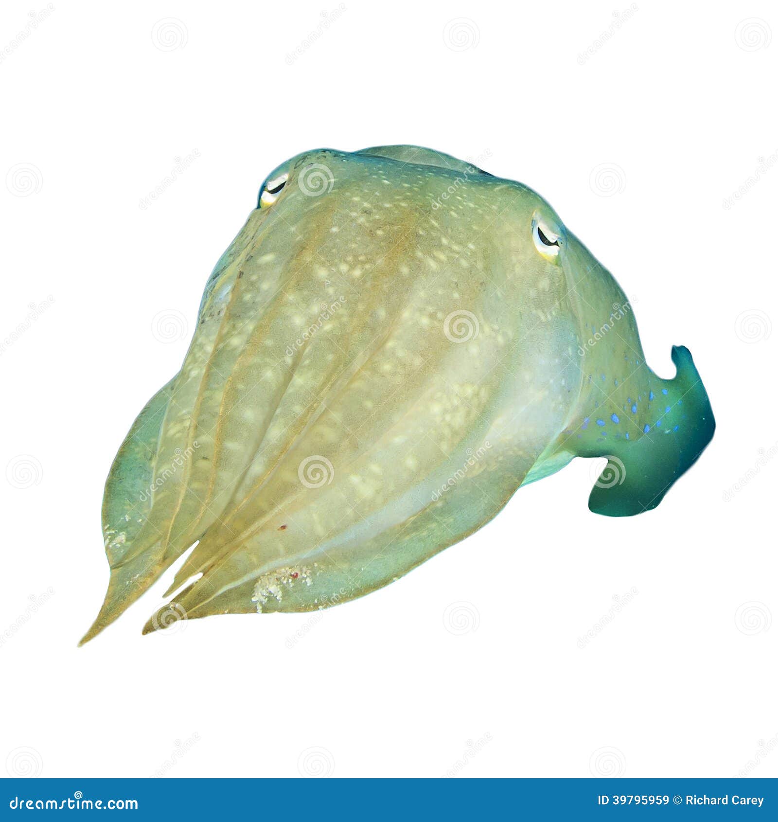 Inktvissen stock afbeelding. Image of leven, geïsoleerd - 39795959