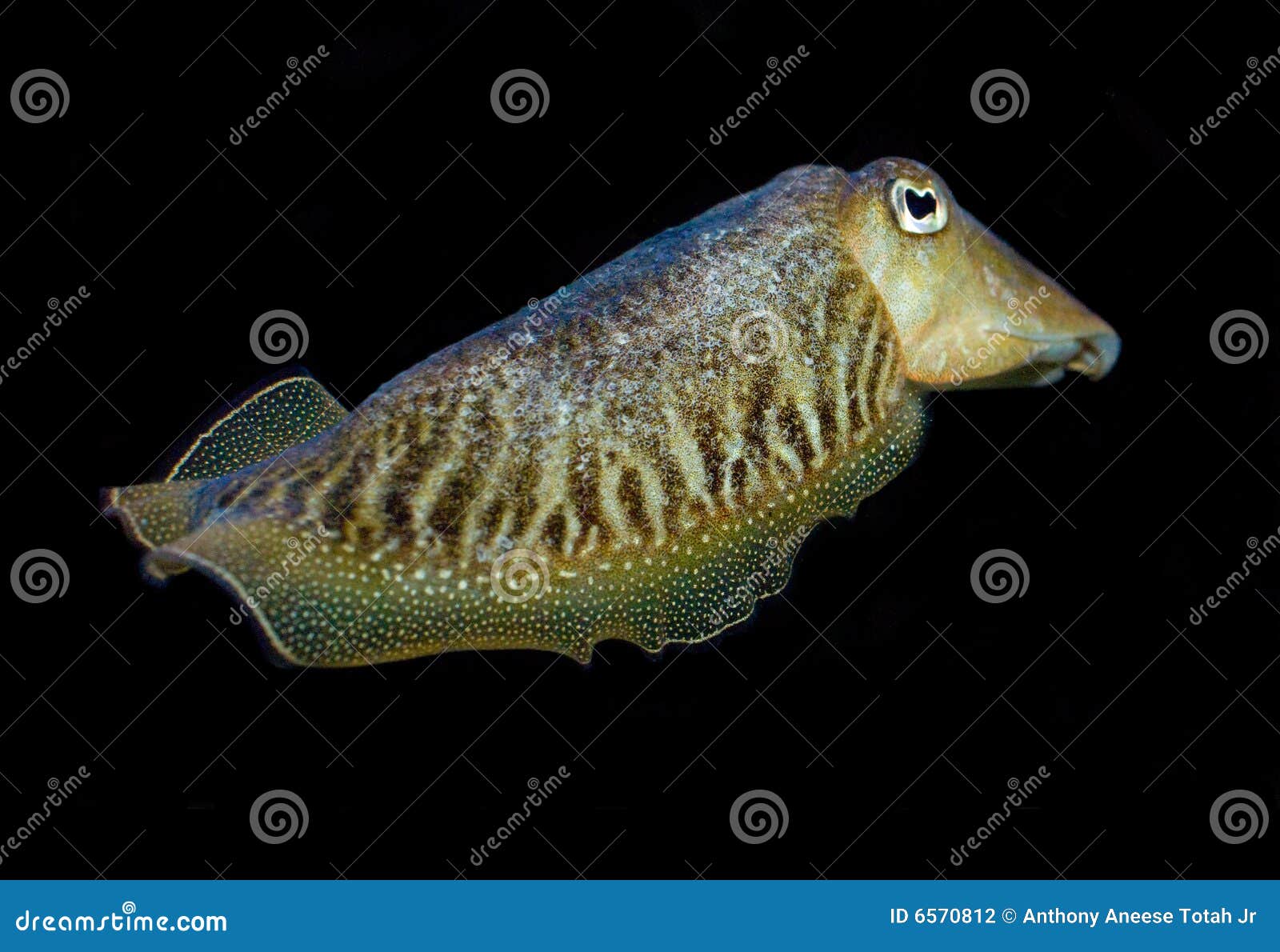 Inktvissen stock foto. Image of geïsoleerd, ongewervelde - 6570812