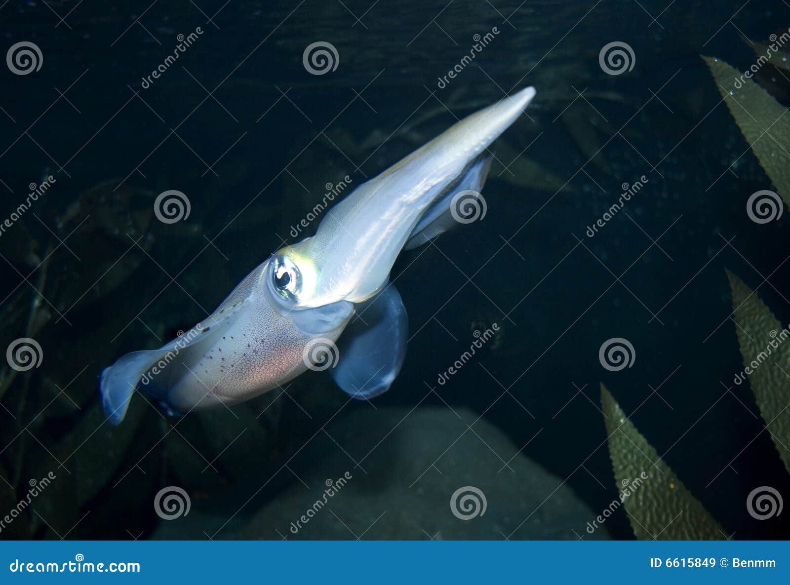 Inktvissen stock afbeelding. Image of dier, onderwater - 6615849