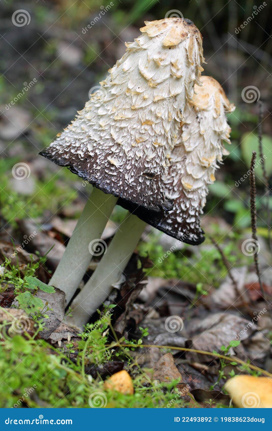 Inky Caps stock photo. Image of mushroom, fungus, cover - 22493892