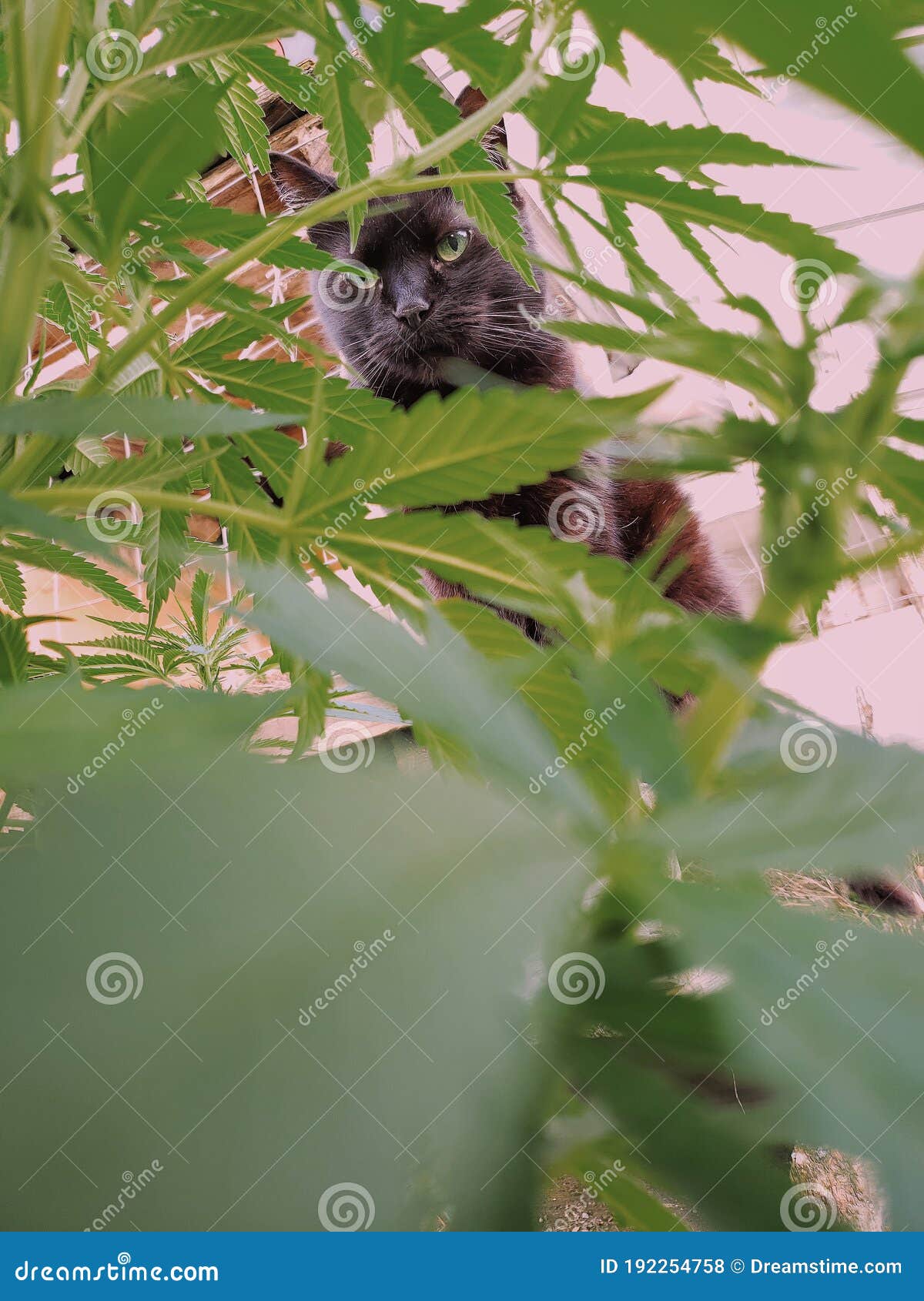 Inky My Favorite Kitty of All Time Stock Photo - Image of plant, flower ...