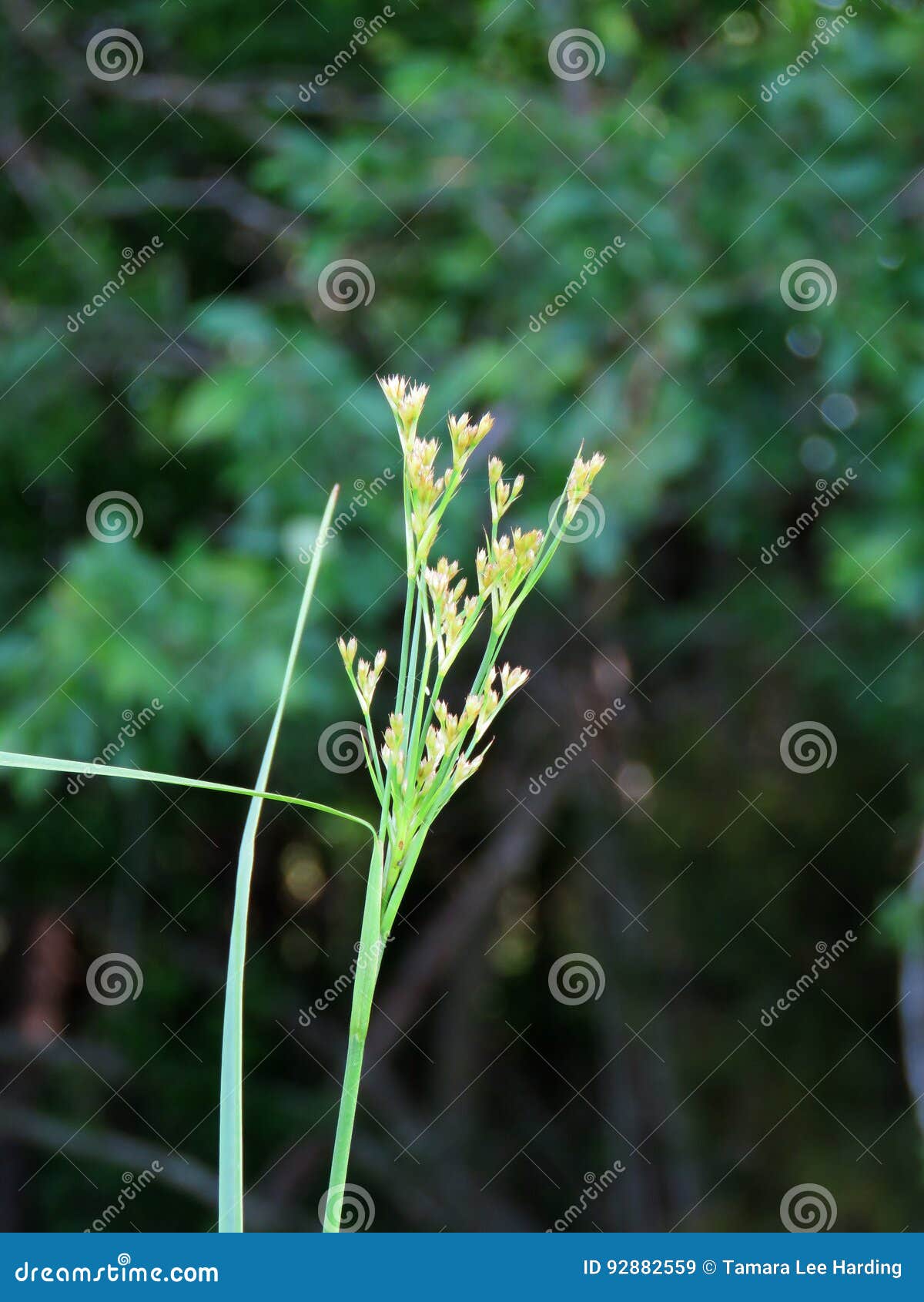 Inland Rush or Juncus Interior Detail of Seed Head Stock Image - Image ...