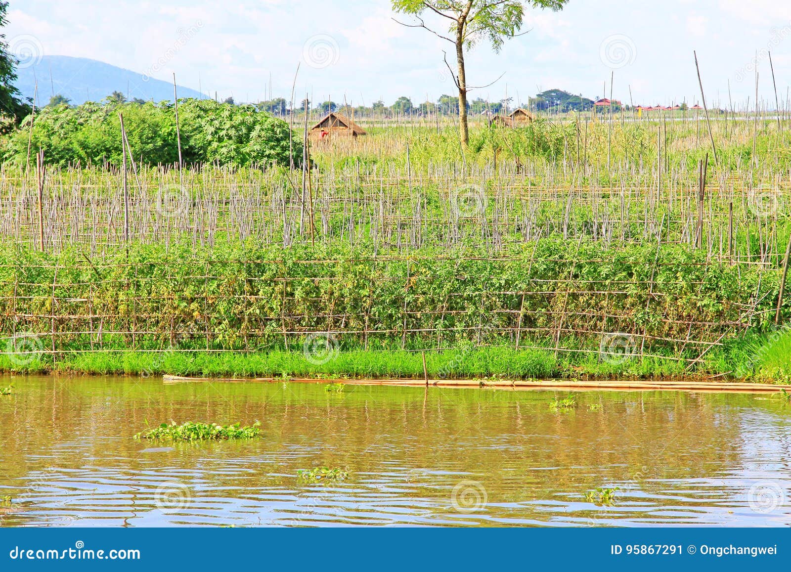 Inle Lake Floating Farm, Myanmar Stock Image - Image of farm, fields ...
