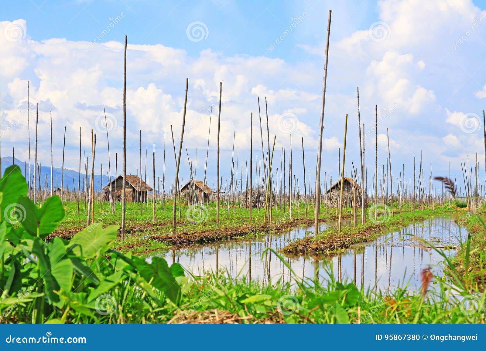 Inle Lake Floating Farm, Myanmar Stock Photo - Image of grass, meadow ...