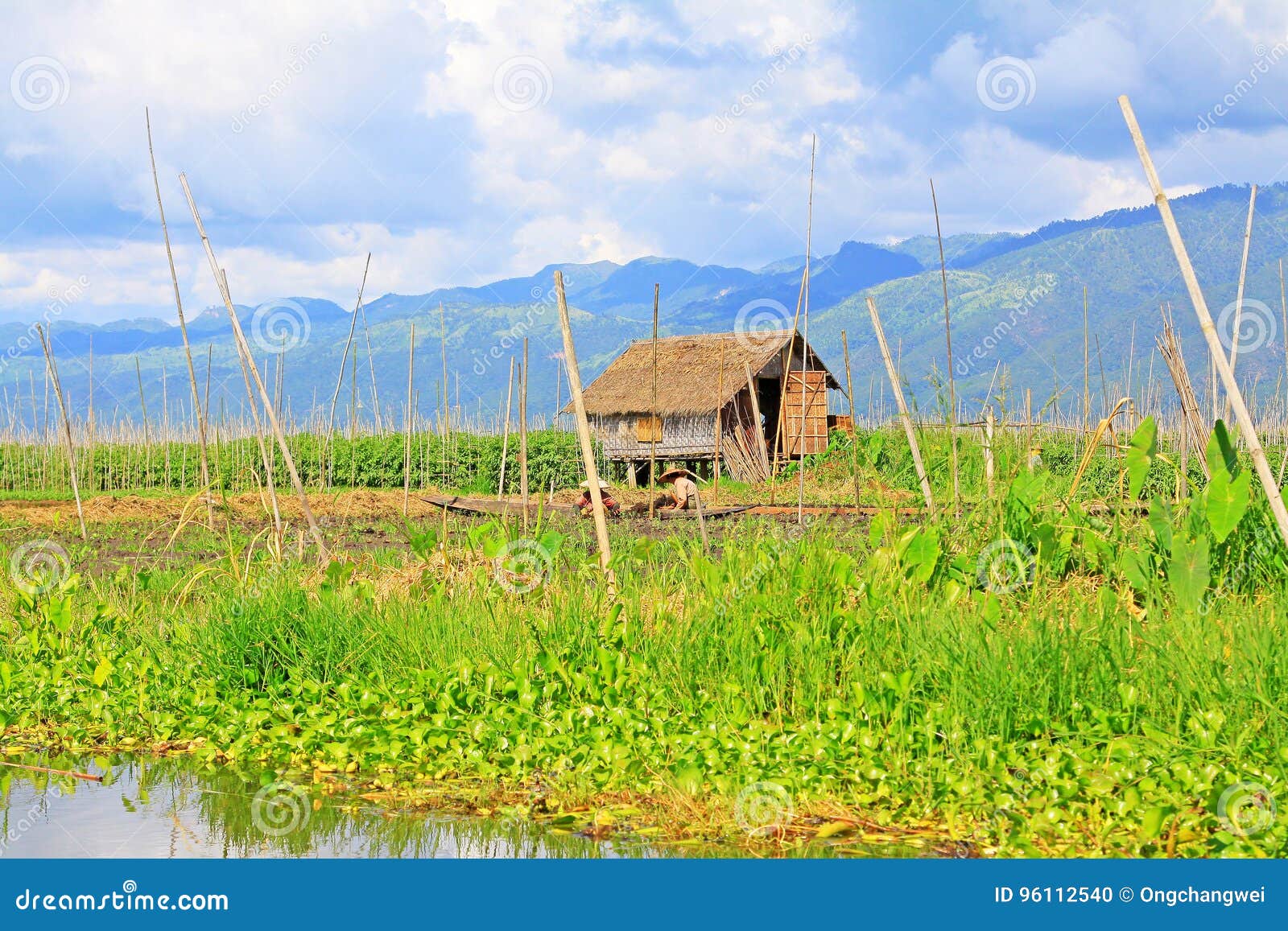 Inle Lake Floating Farm, Myanmar Stock Photo - Image of meadow ...
