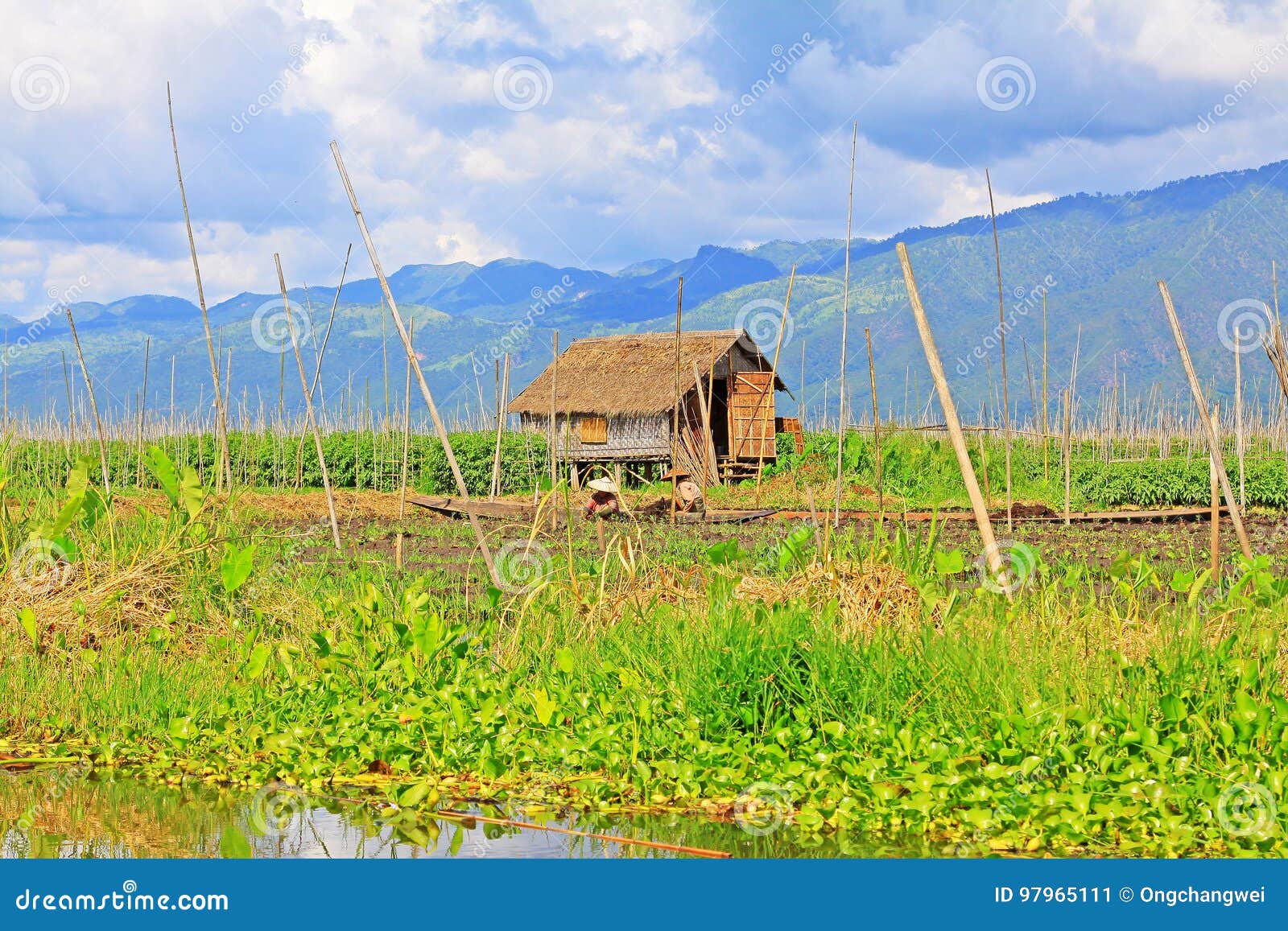 Inle Lake Floating Farm, Myanmar Stock Image - Image of myanmar, meadow ...
