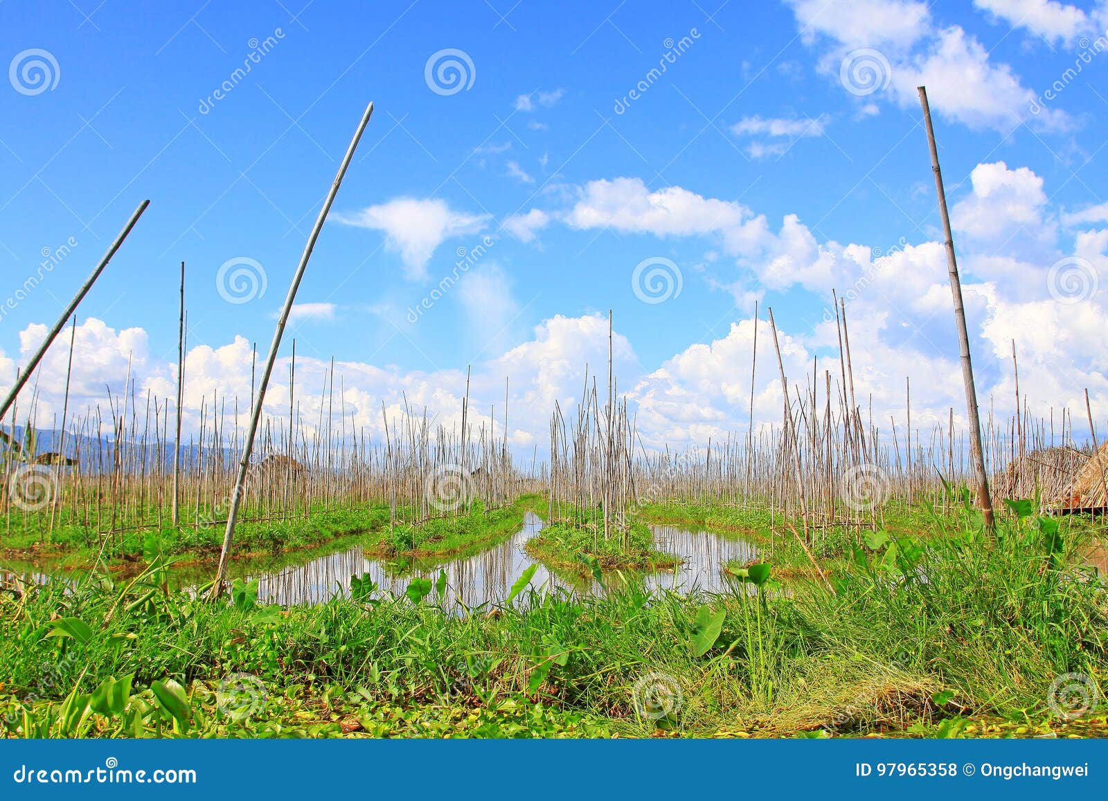 Inle Lake Floating Farm, Myanmar Stock Photo - Image of green, meadow ...