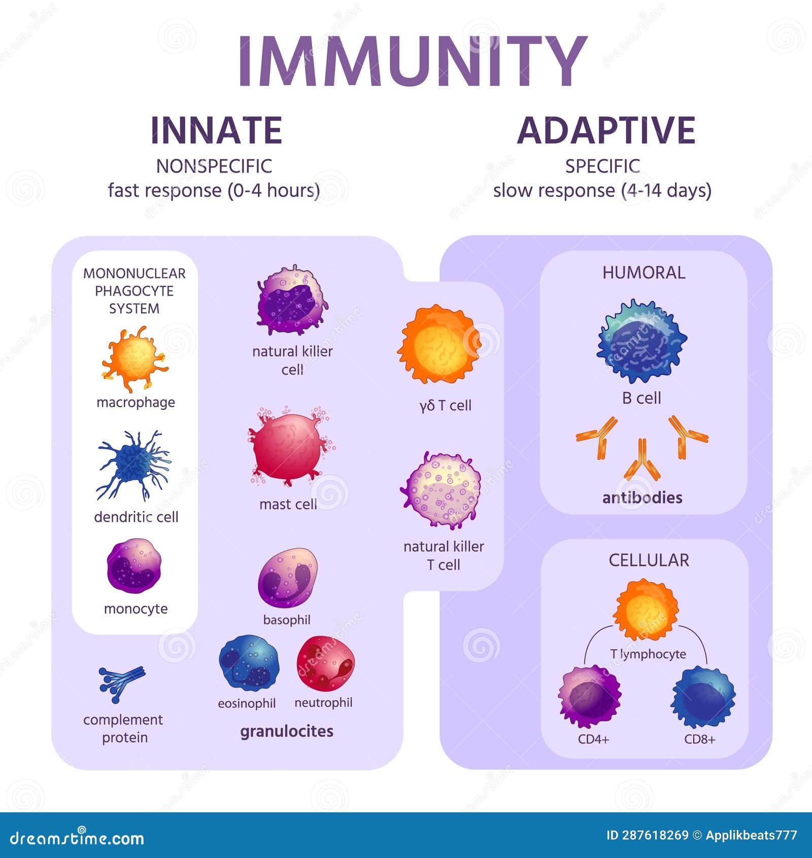 Types Of Lymphocytes. T Lymphocytes, B Lymphocytes, NK Lymphocytes ...