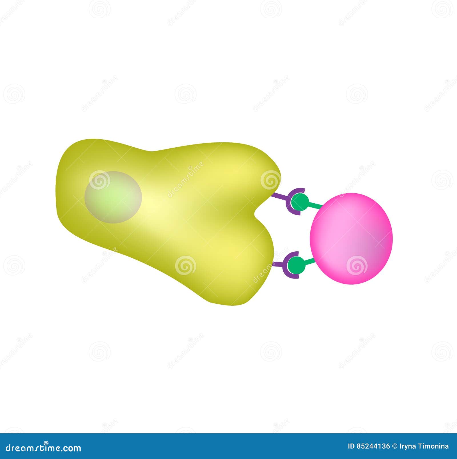 Innate And Adaptive Immune System. Immunology Infographic With Cell ...