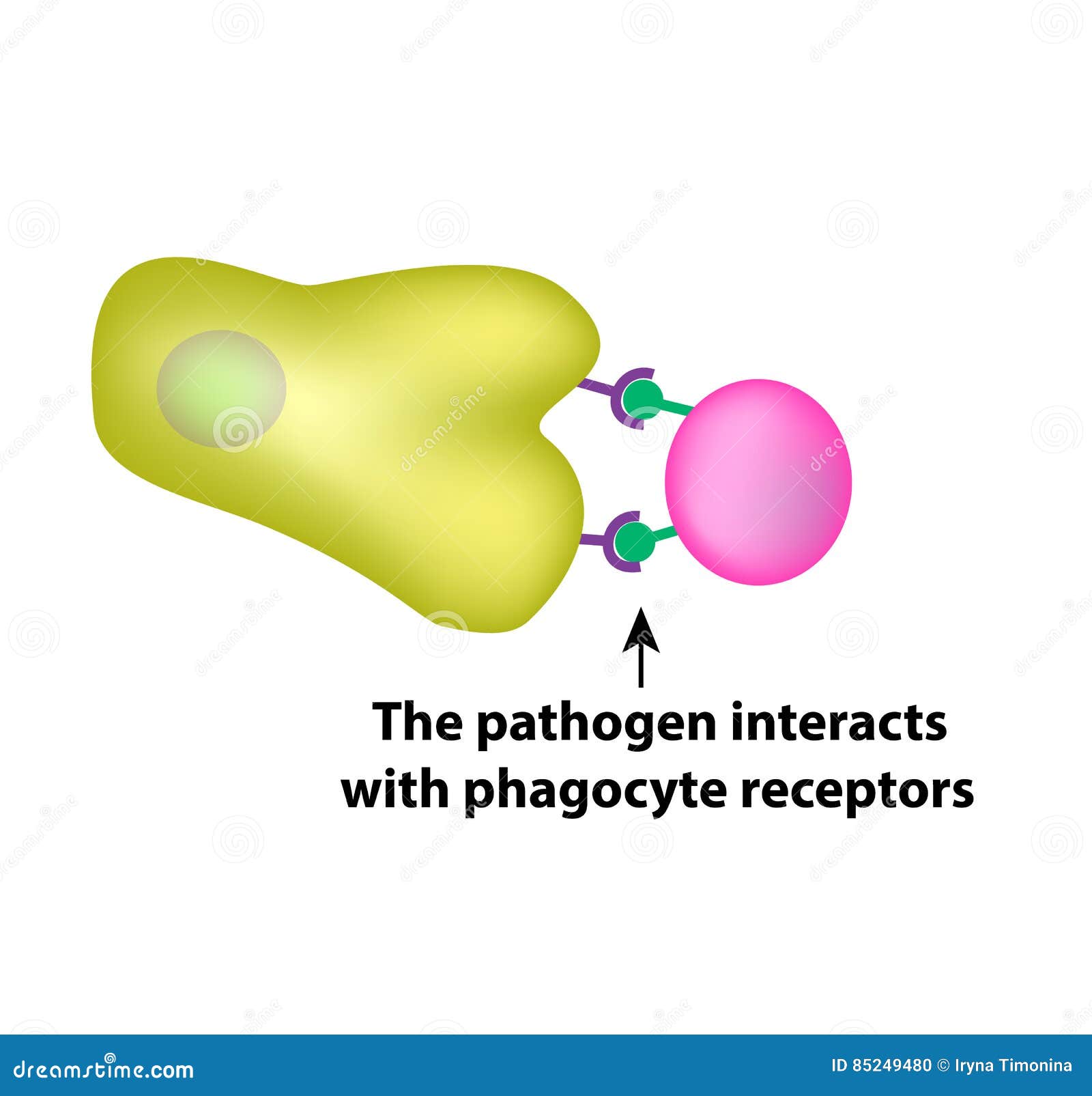 Innate Immunity. Adaptive Specific . Phagocytosis. Infographics. Vector ...