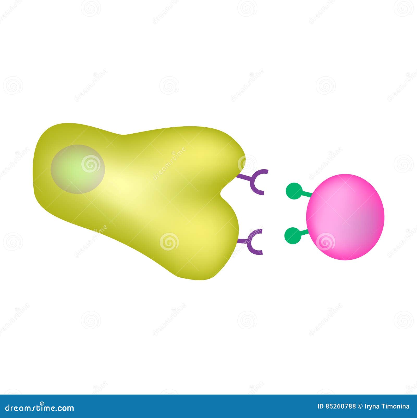 Macrophage Phagocytosis Animation