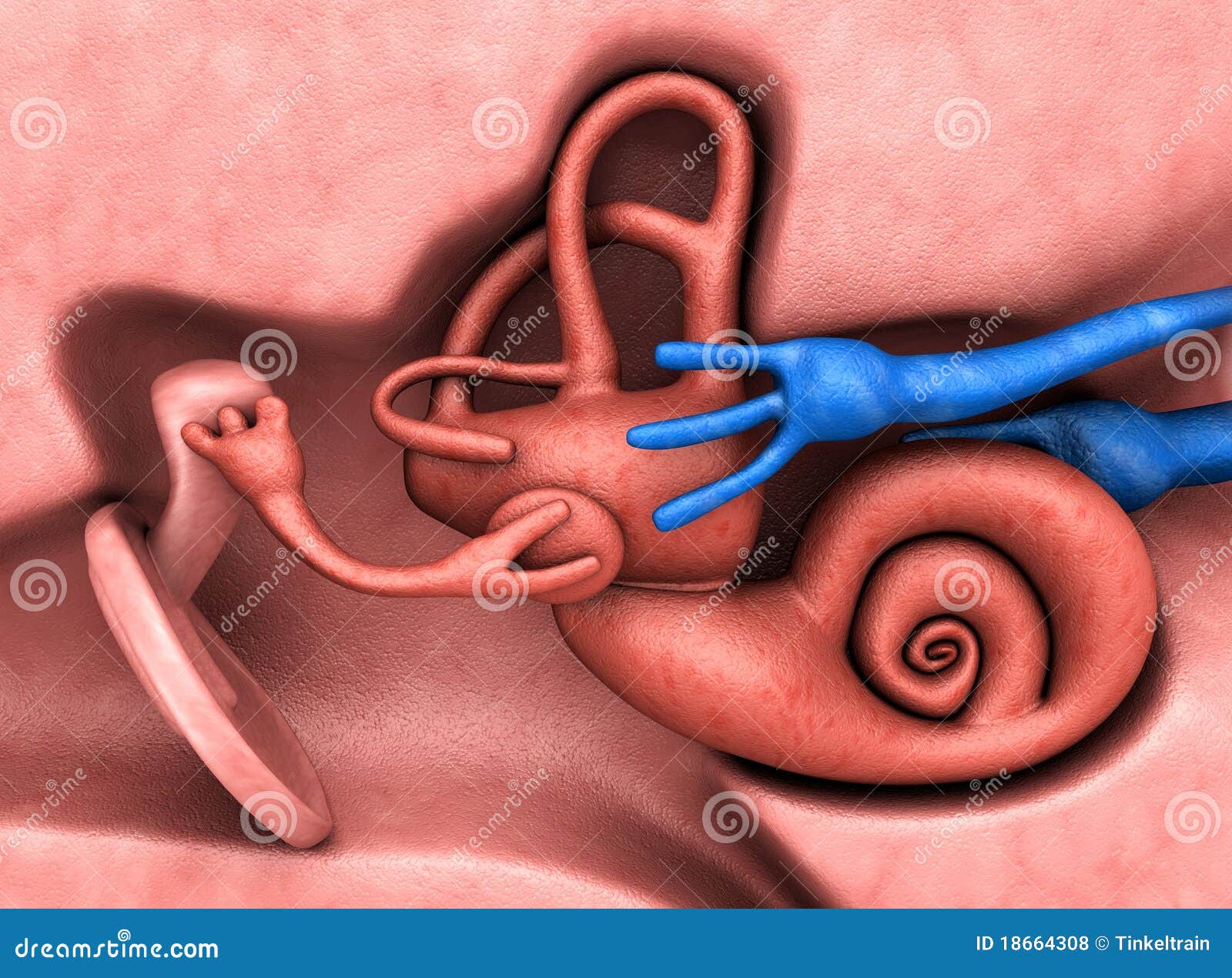 Innenohr stock abbildung. Illustration von anatomie, mittlere - 18664308