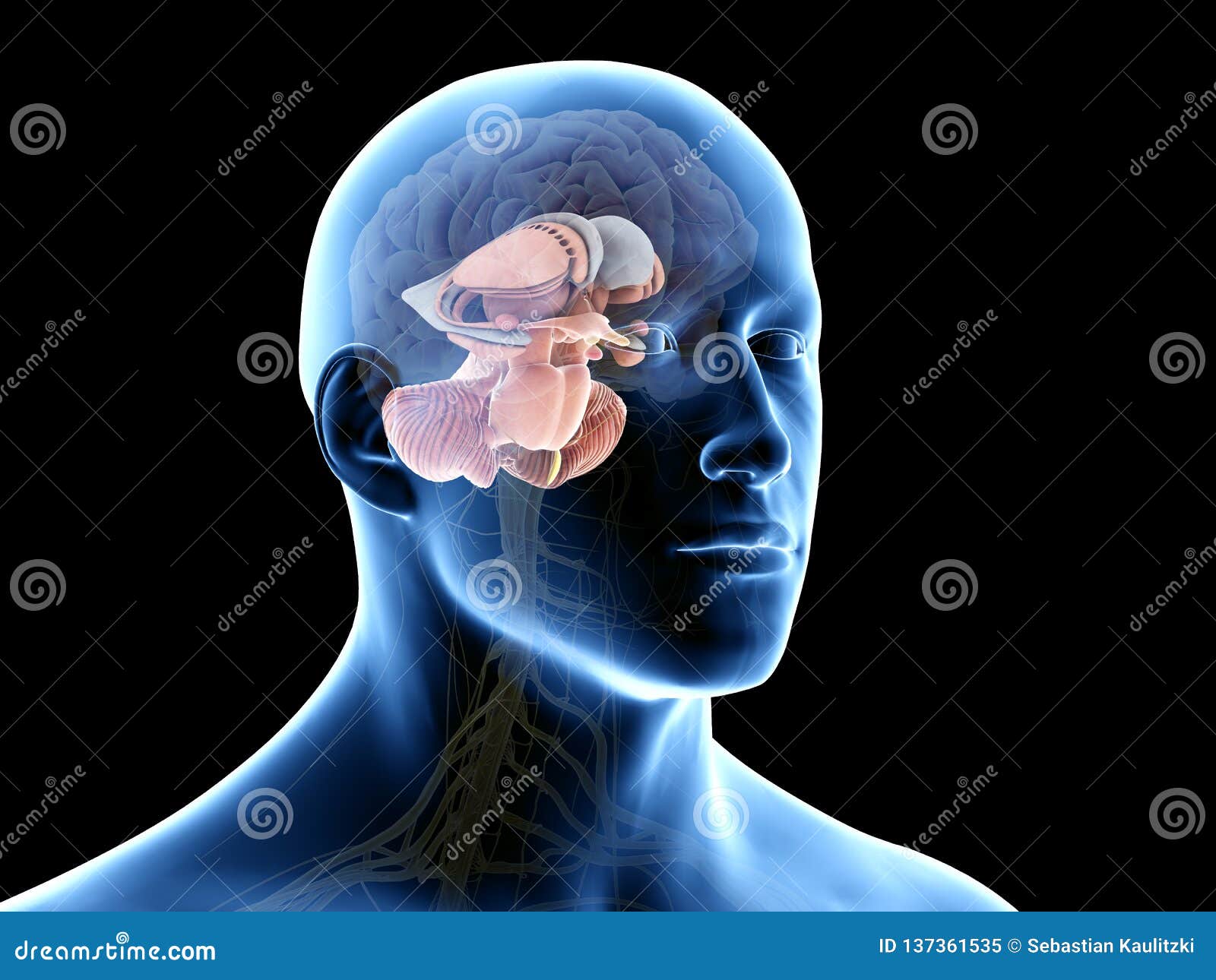 The Inner Brain Anatomy Stock Illustration | CartoonDealer.com #101193448