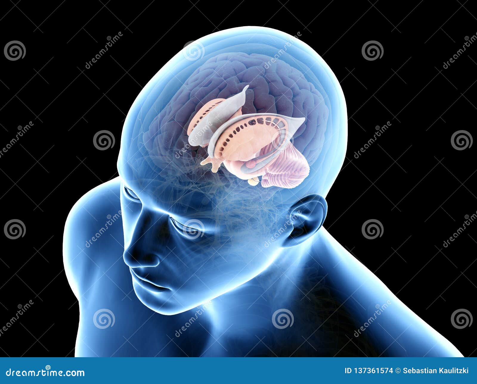 The Inner Anatomy of the Brain Stock Illustration - Illustration of ...