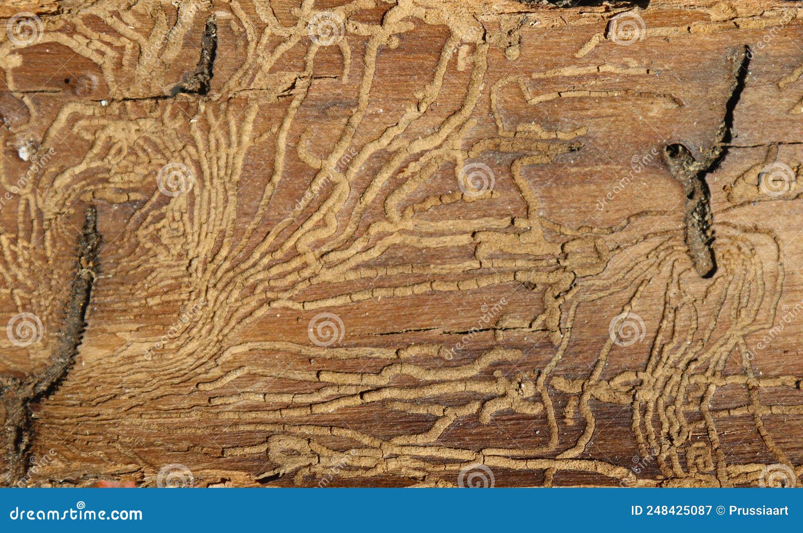 The Inner Bark of the Tree is Eaten Away by Beetles Stock Image - Image ...