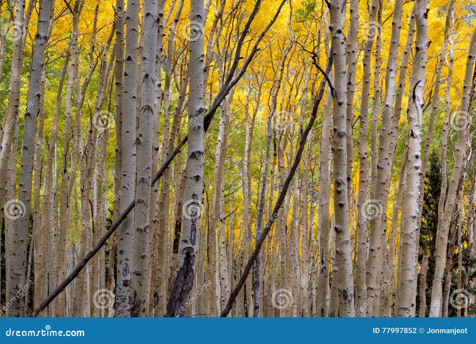 The Inner Basin Trail in Northern Arizona. Stock Photo - Image of ...