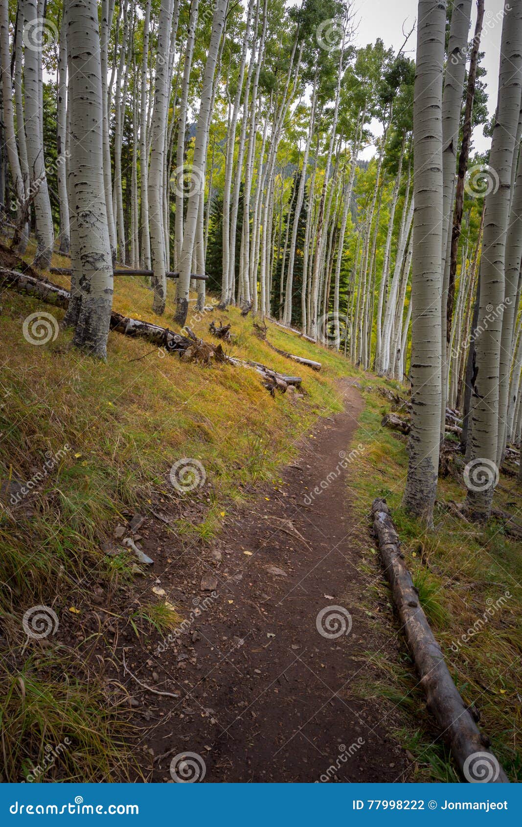 The Inner Basin Trail in Northern Arizona. Stock Photo - Image of peaks ...
