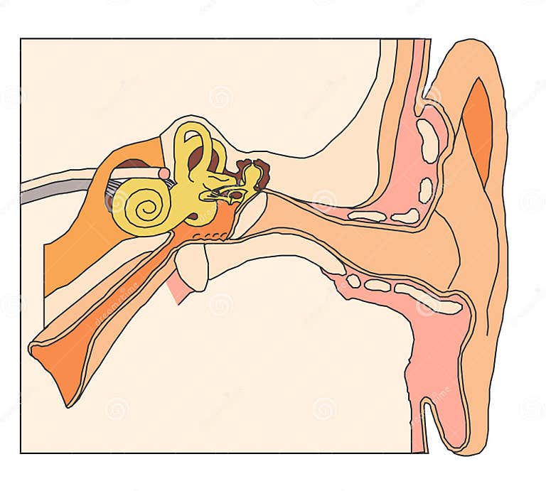 Inner Ear Anatomical Details Stock Vector - Illustration of balance ...