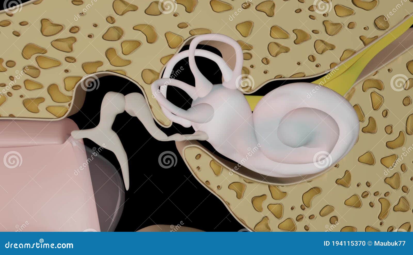 Inner ear anatomy overview stock footage. Video of otolaryngology ...