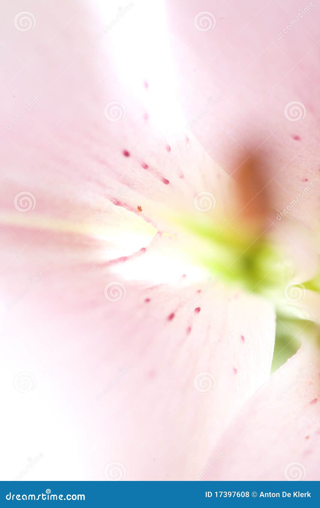 Inner Flower Abstract stock photo. Image of floral, calm - 17397608
