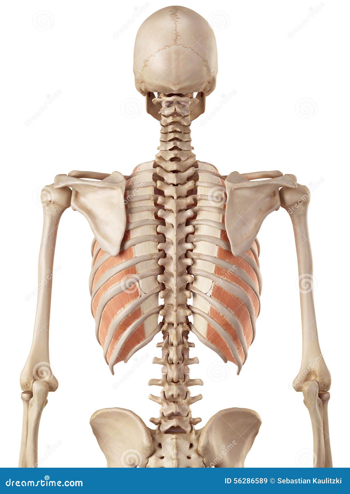 The inner innercostals stock illustration. Illustration of accurate ...