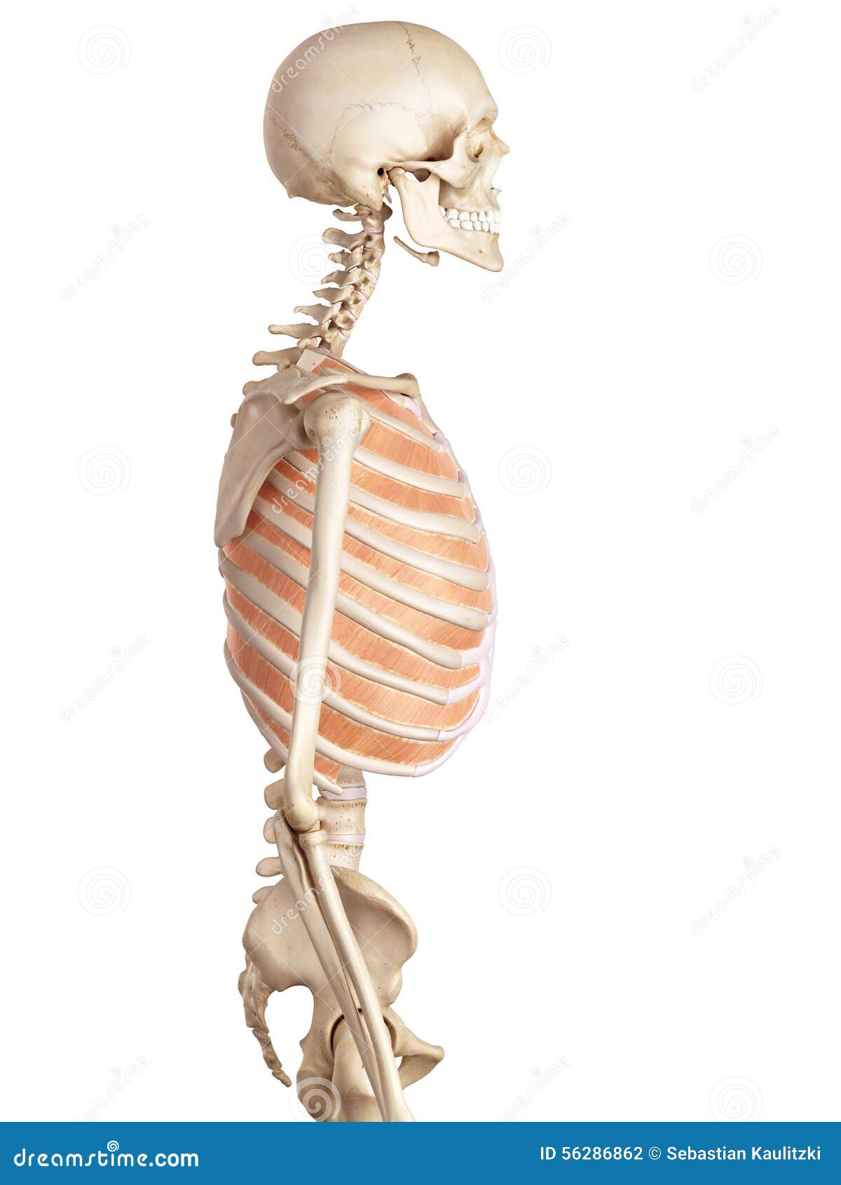 The inner innercostals stock illustration. Illustration of biomedical ...