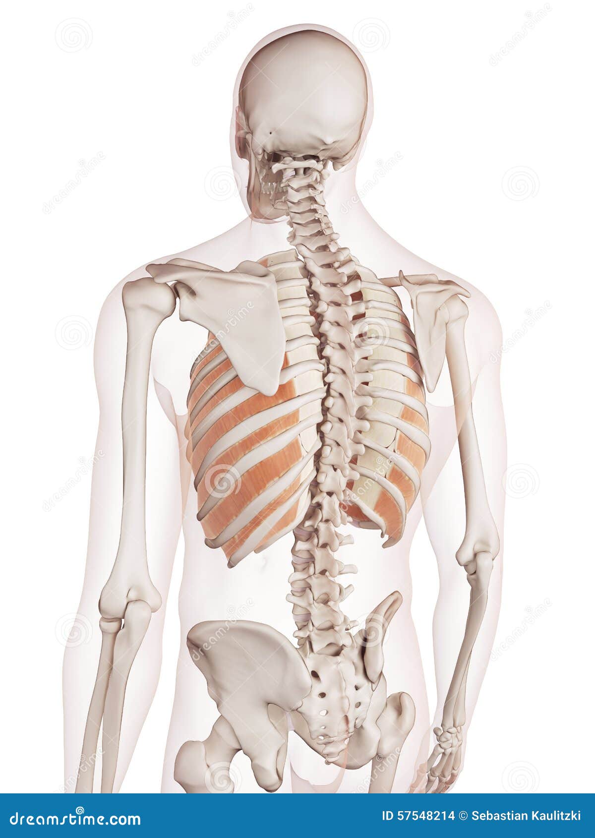 Intercostals Cartoons, Illustrations & Vector Stock Images - 23 ...