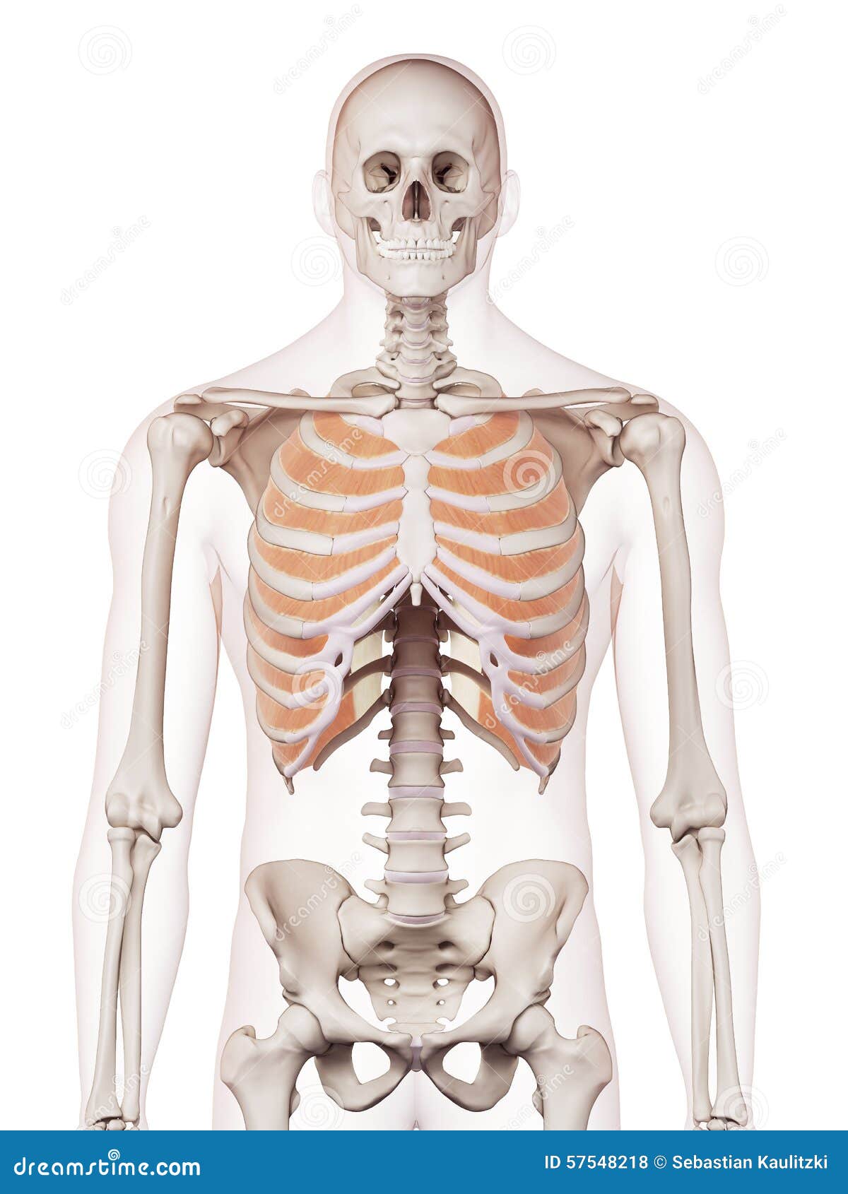 Intercostals Cartoons, Illustrations & Vector Stock Images - 12 ...