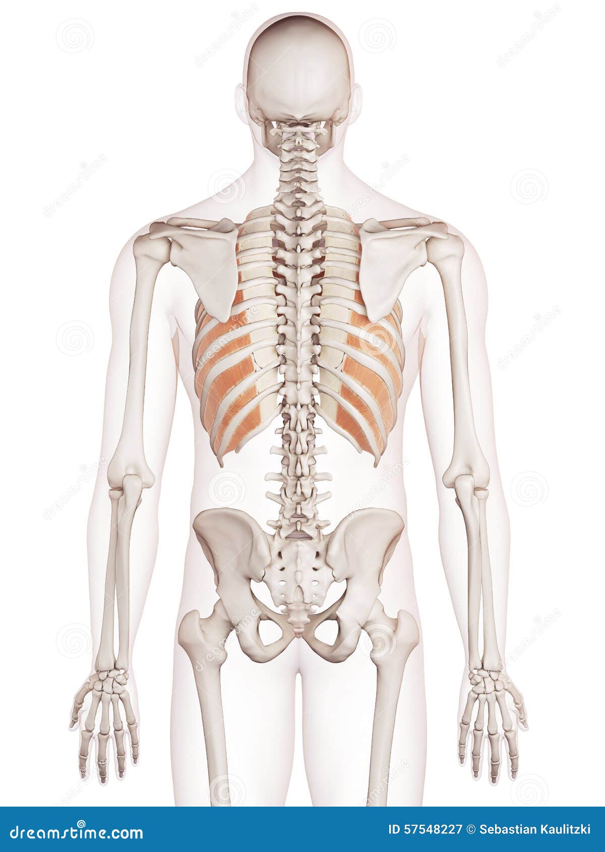 The inner intercostals stock illustration. Illustration of health ...