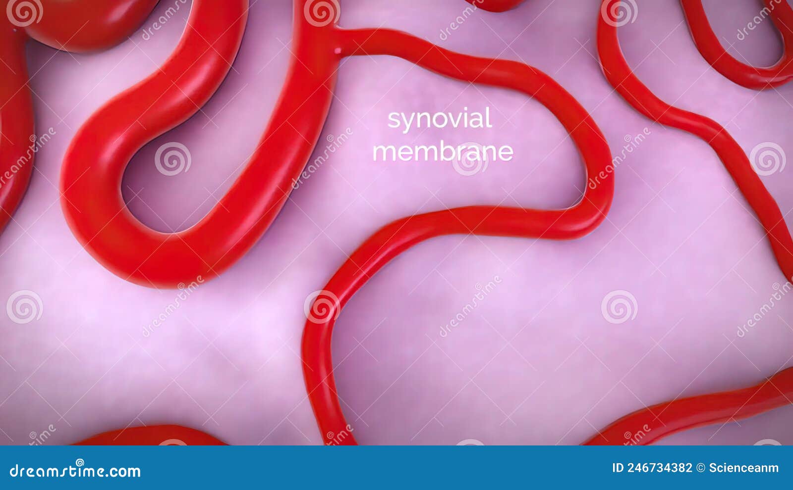 Joint Capsule Isolating and Covering the Entire Joint Stock ...