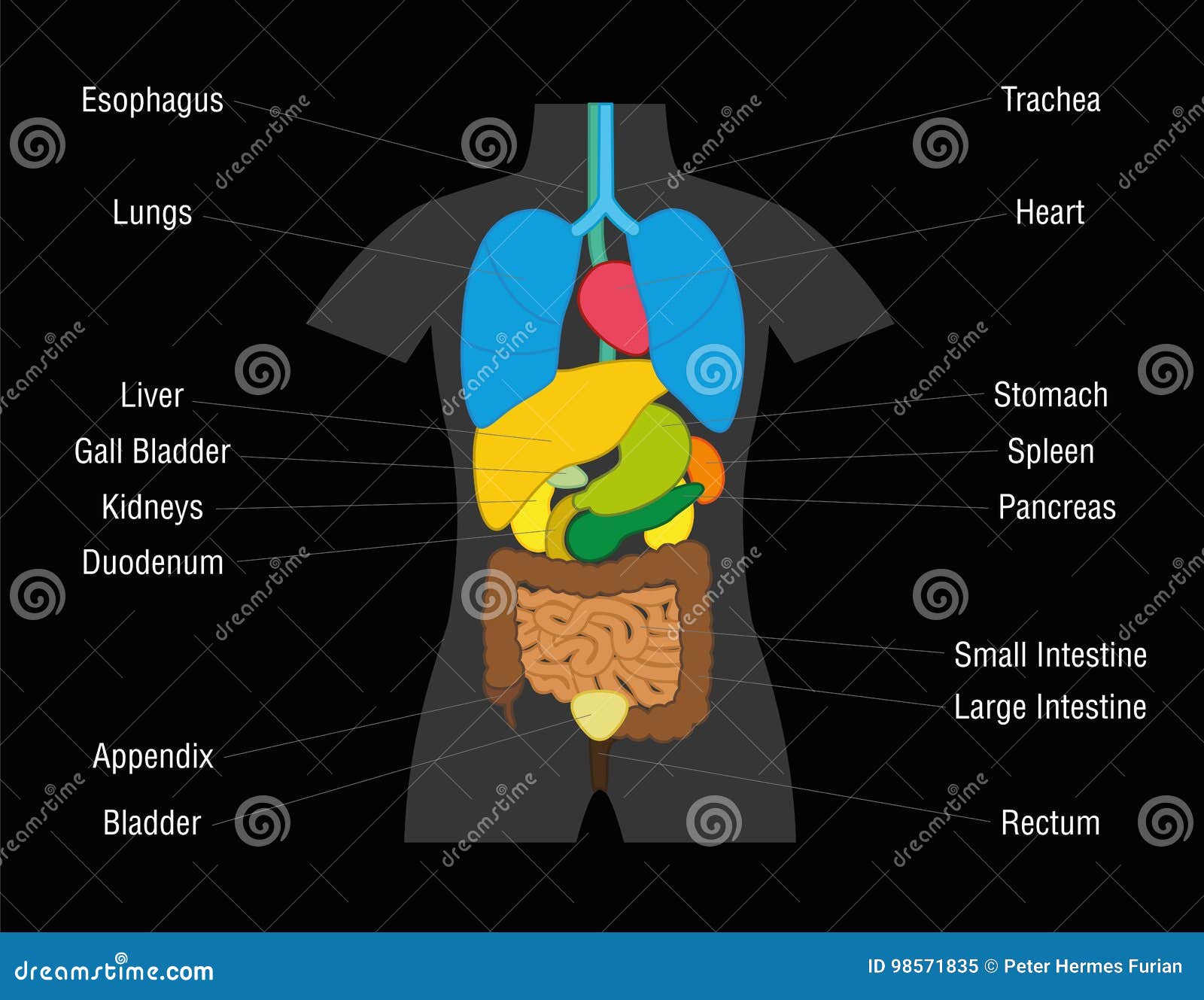 Inner Organs Human Anatomy Chart Names Vector Illustration ...