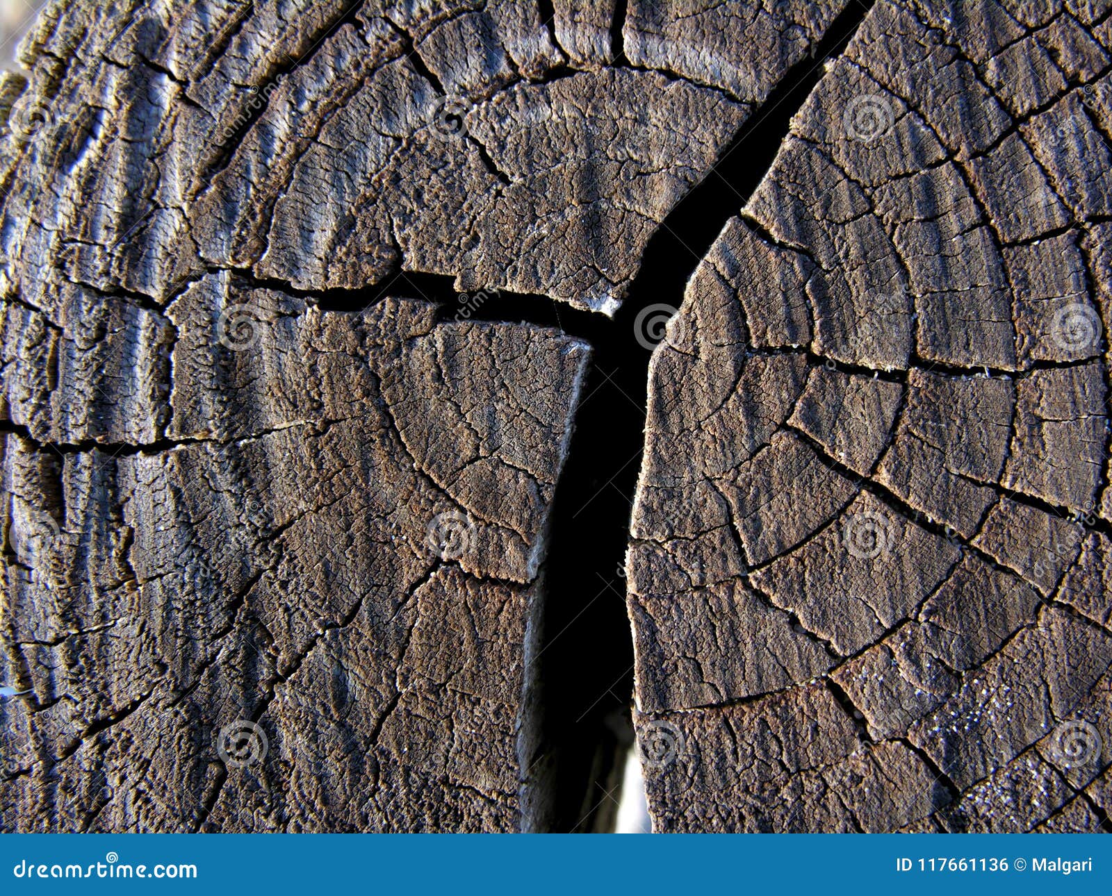 Inner Section of a Pine Tree Trunk Stock Photo - Image of reduced ...