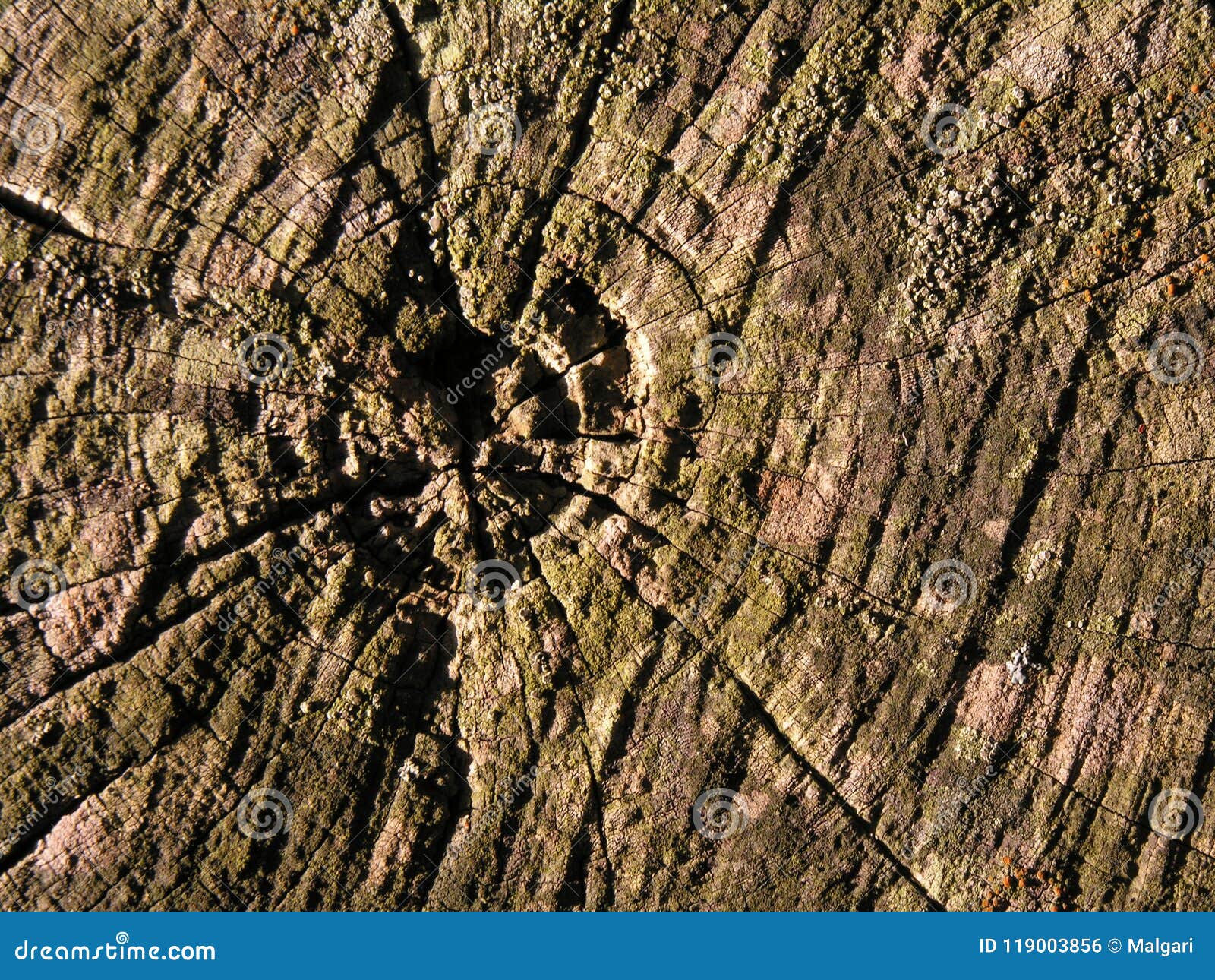 Inner Section of a Pine Tree Trunk B Stock Photo - Image of observe ...