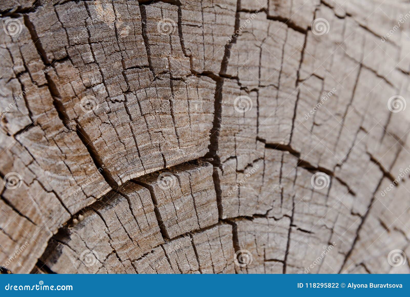 The Inner Section of a Tree Stock Photo - Image of background, closeup ...
