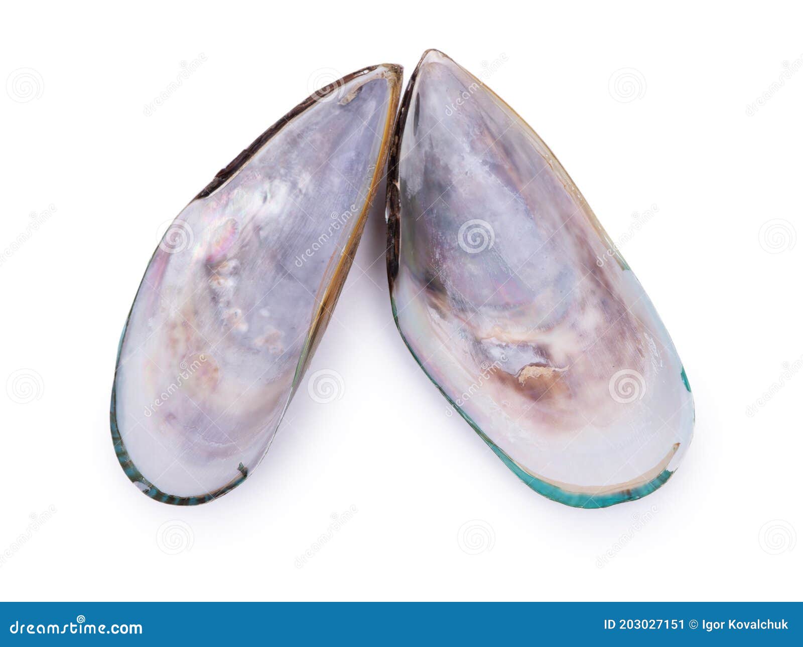 Inner Side of Empty Opened Mussel Shell Stock Image - Image of mussel ...