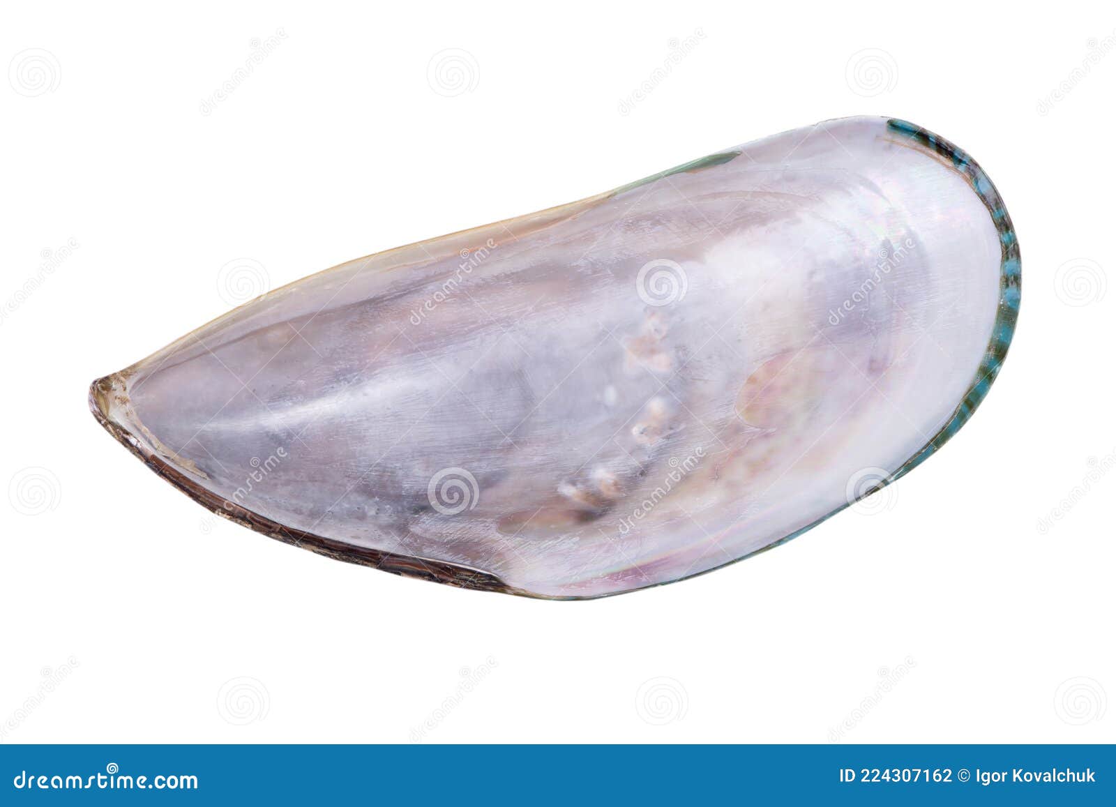 Inner Side of Empty Opened Mussel Shell Stock Photo - Image of seafood ...