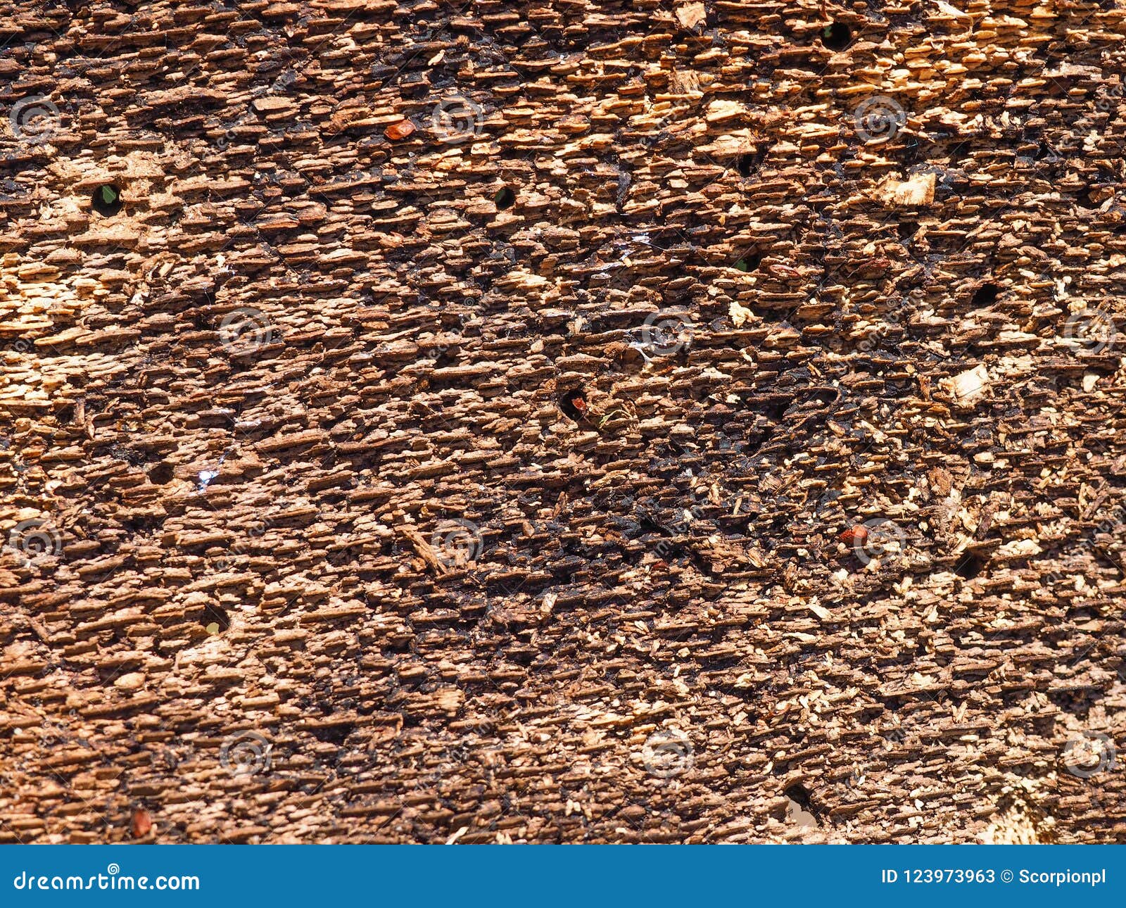 Inner Side of the Tree Bark Stock Image - Image of material, borer ...