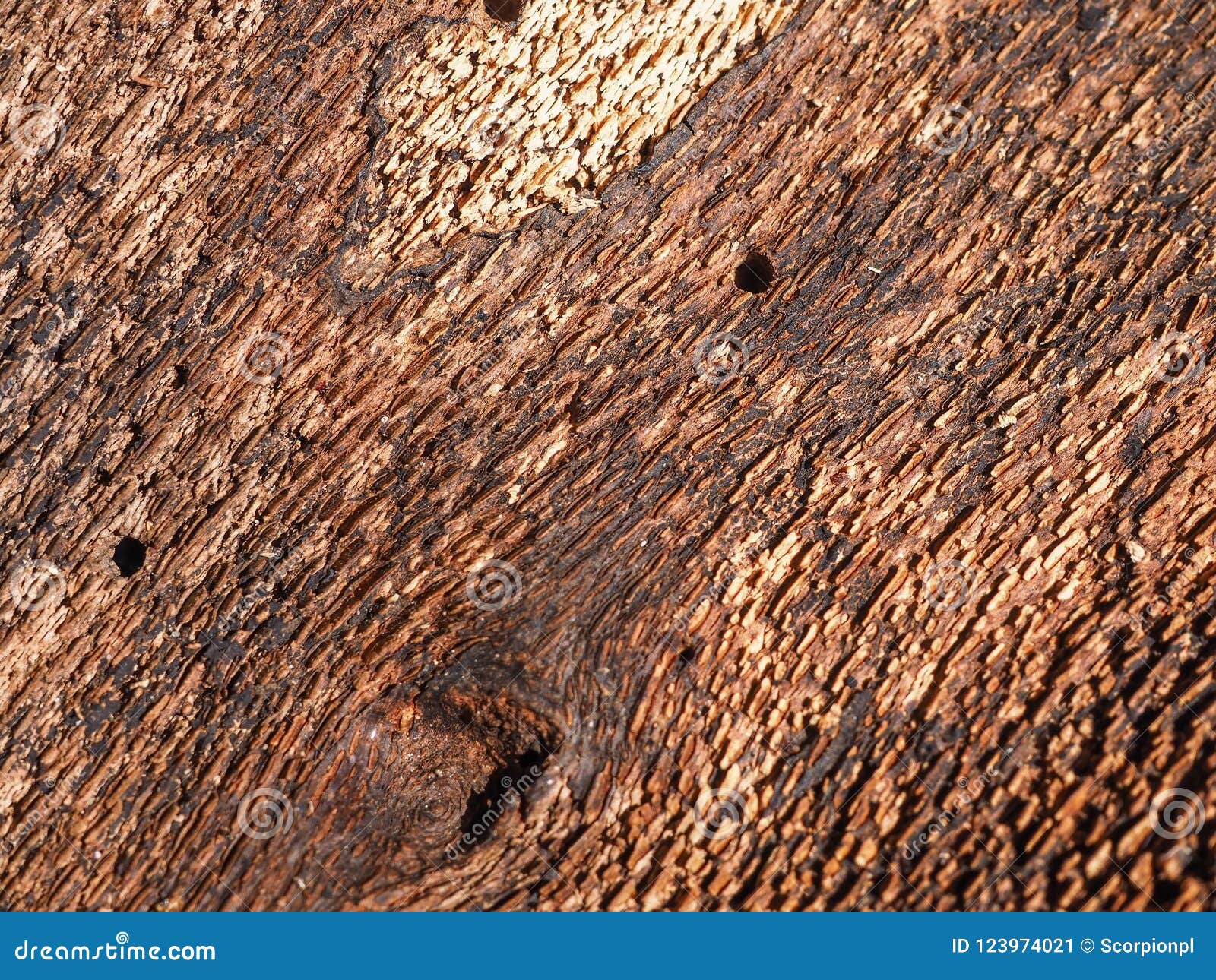 Inner Side of the Tree Bark Stock Image - Image of background, detail ...